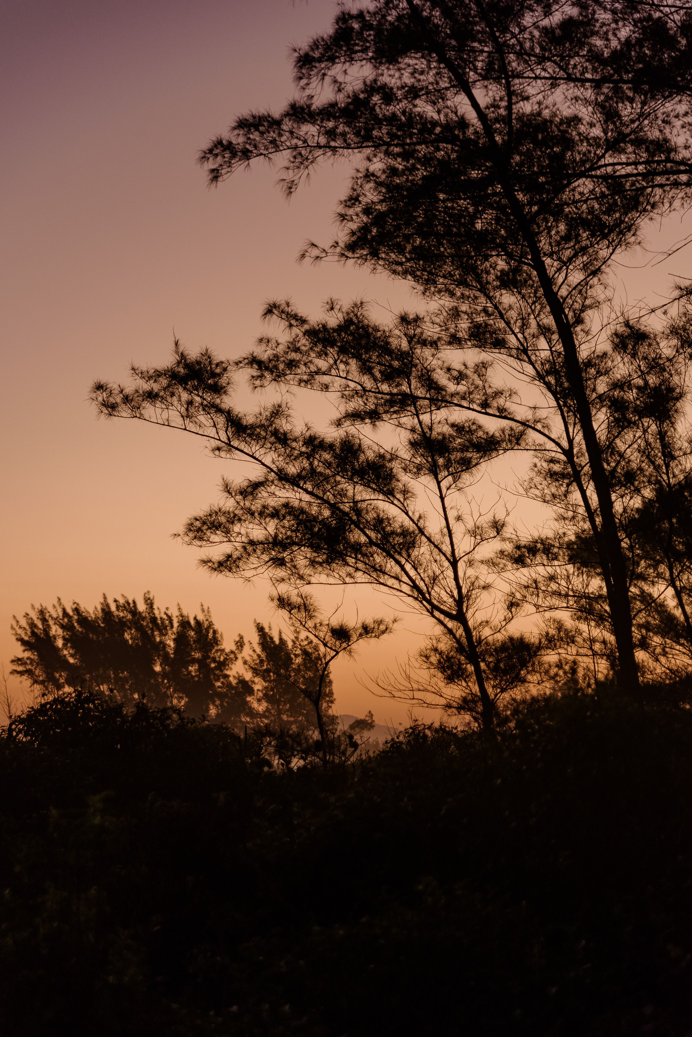Brown Tree · Free Stock Photo