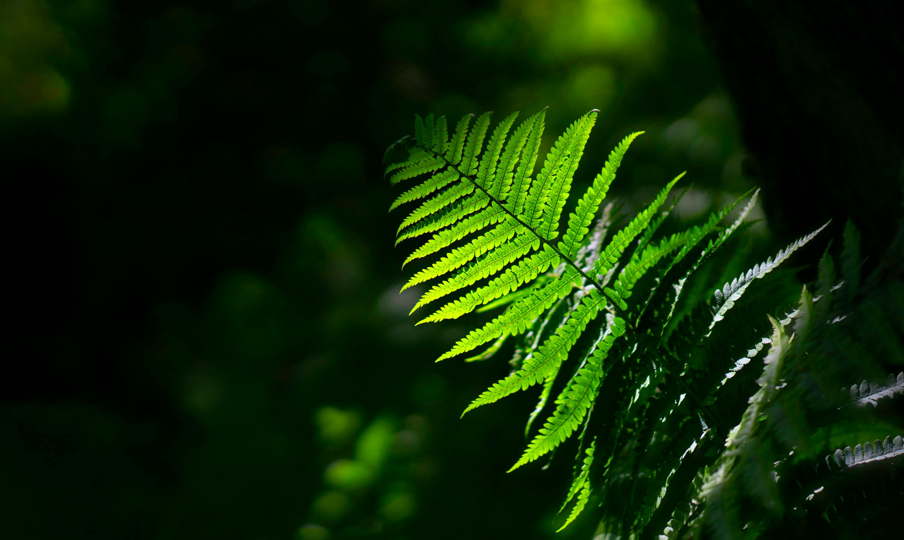 Photo of Two Fern Leaves · Free Stock Photo