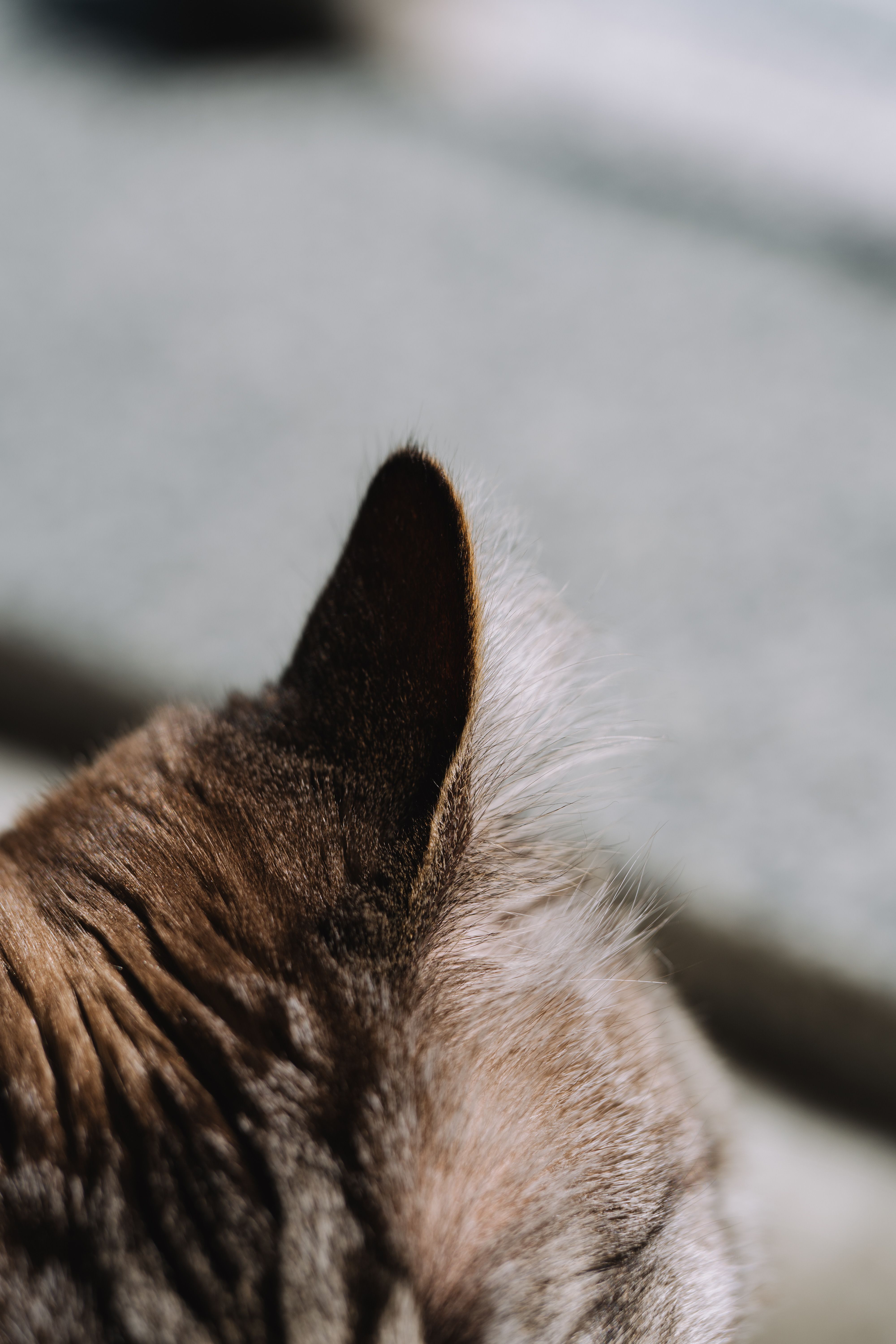 Cute Ear of Gray Cat · Free Stock Photo