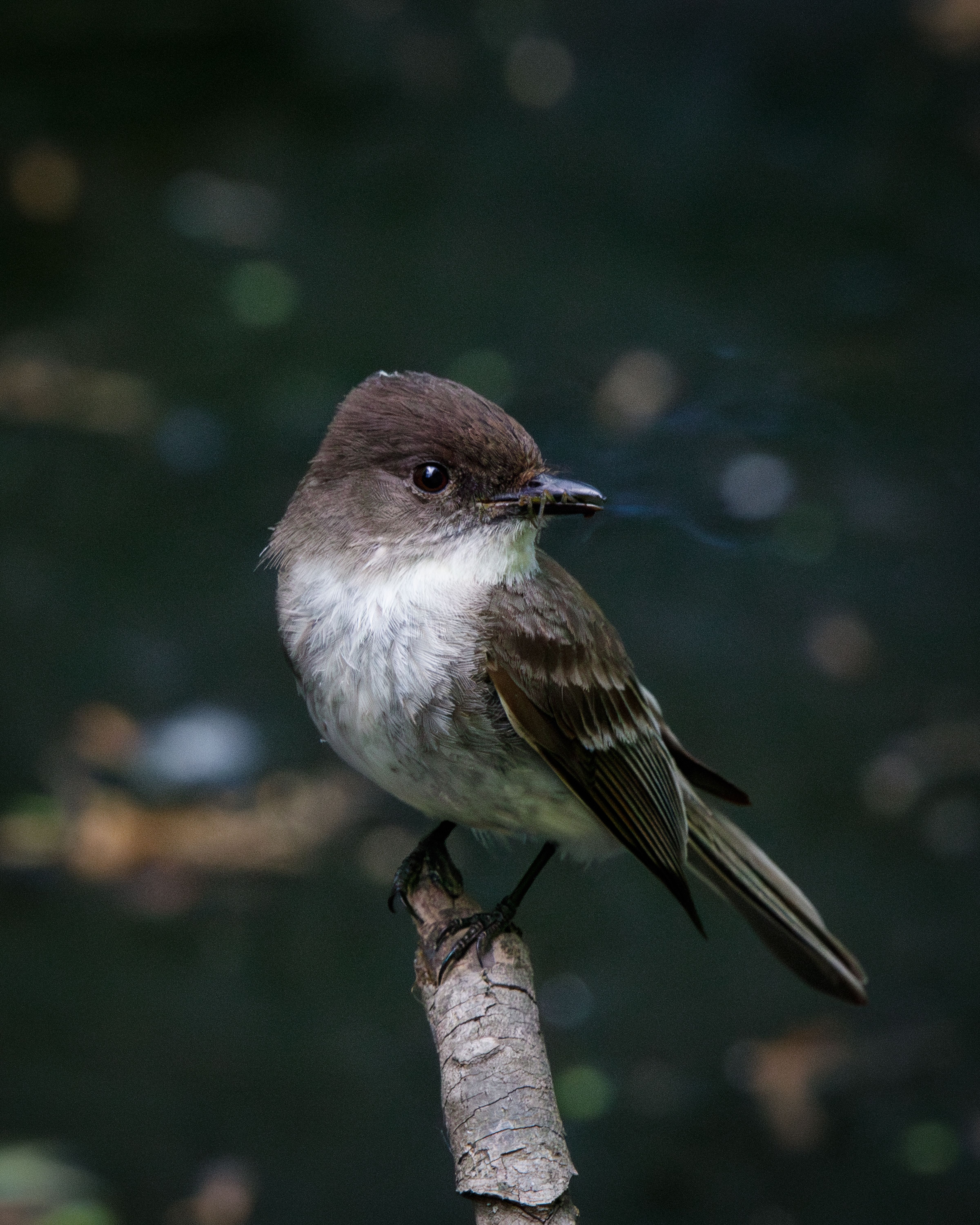 Eastern Phoebe Songbird Close-up · Free Stock Photo