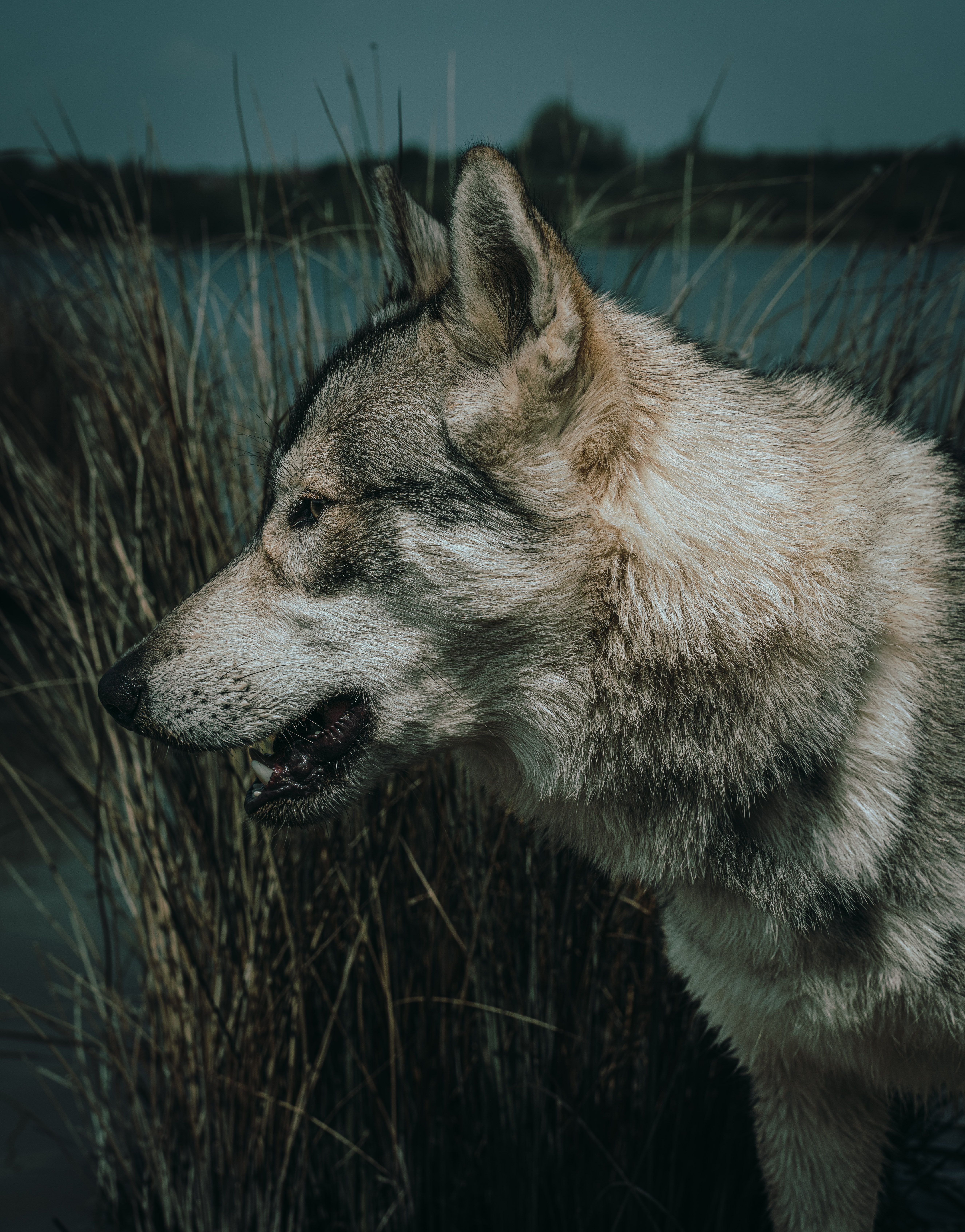A wolf standing in front of a lake · Free Stock Photo