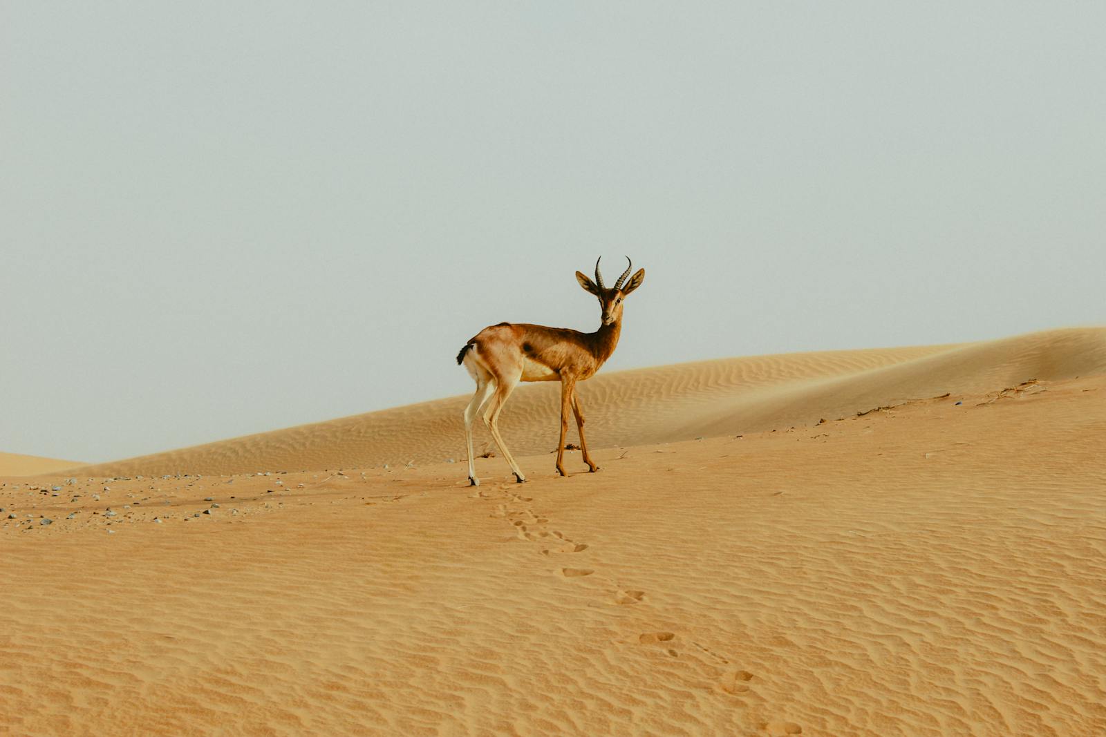 Saudi Arabia Desert Photos, Download The BEST Free Saudi Arabia Desert ...