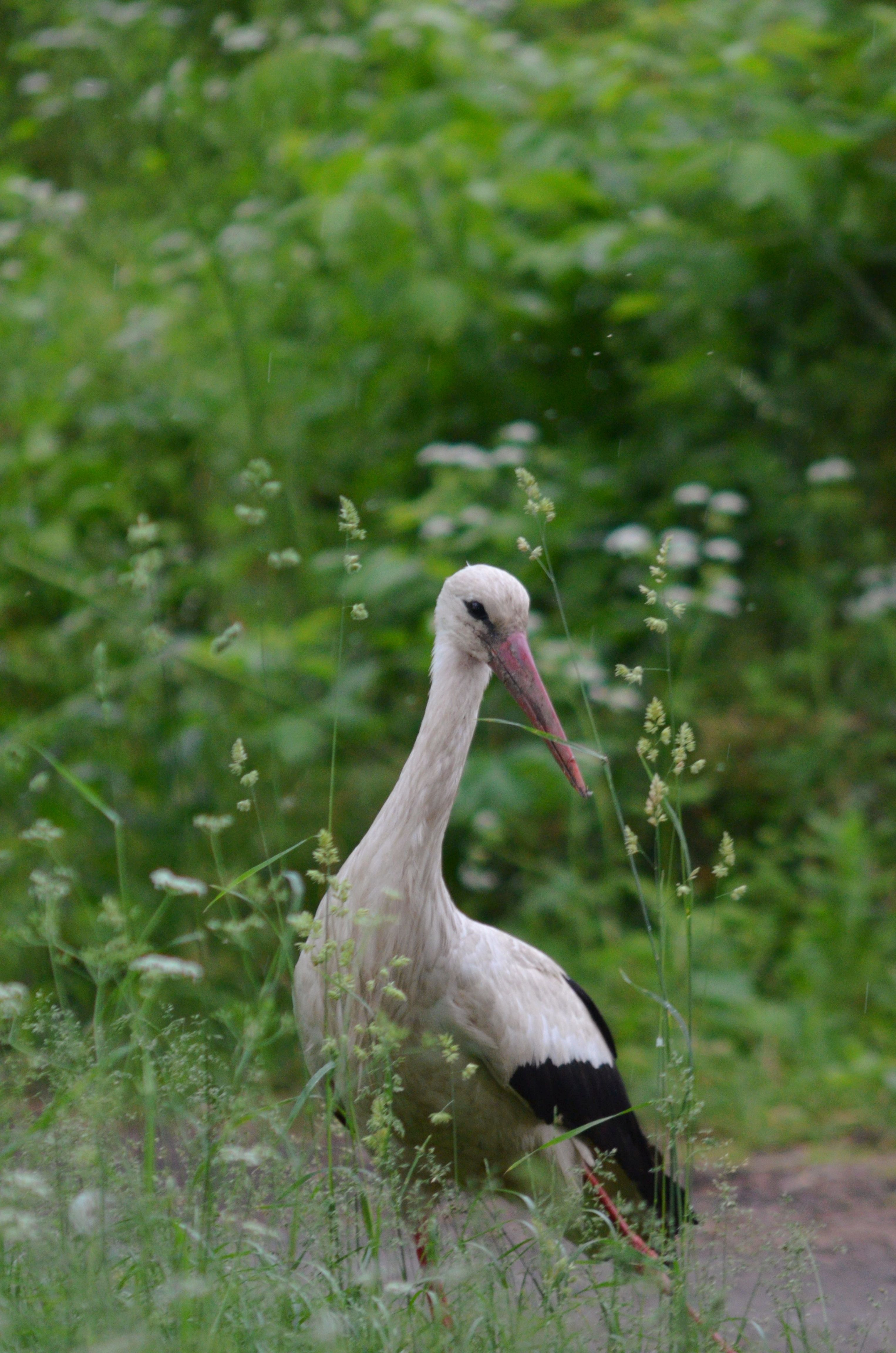 White Stork in Nature · Free Stock Photo