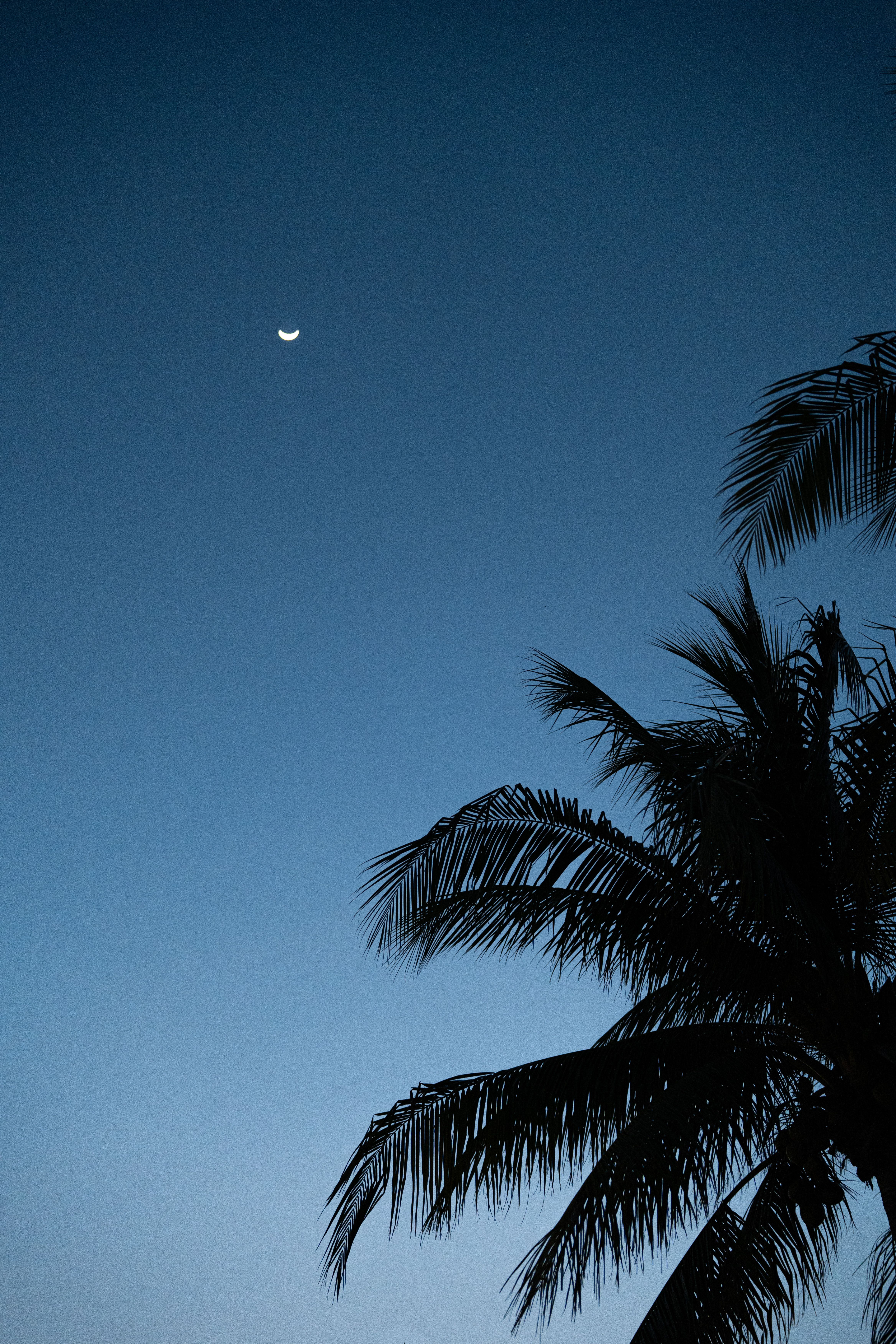 Palm Tree and Moon · Free Stock Photo