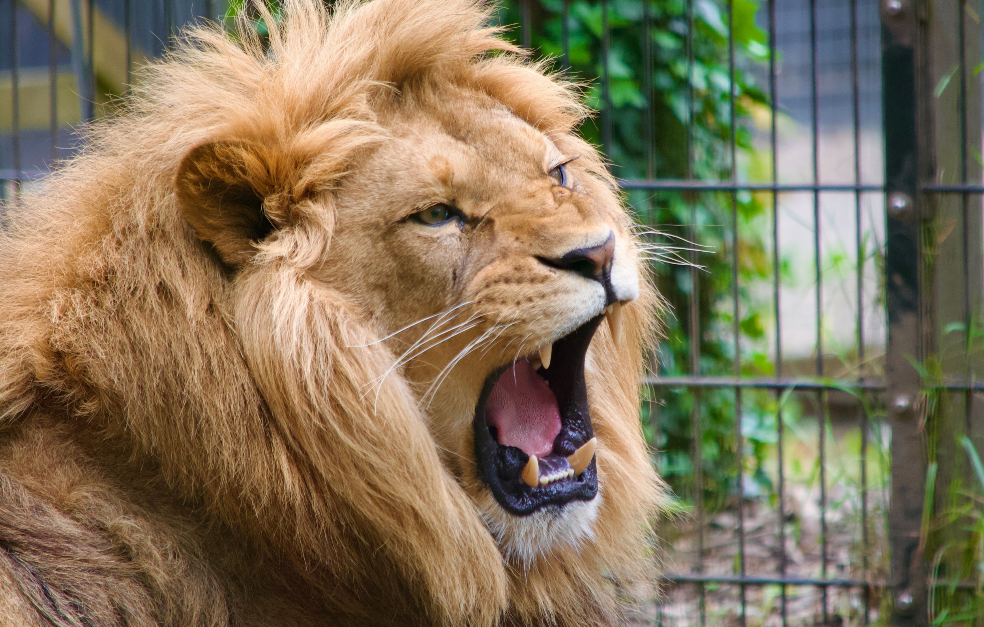 Lion Roaring Inside Cager · Free Stock Photo