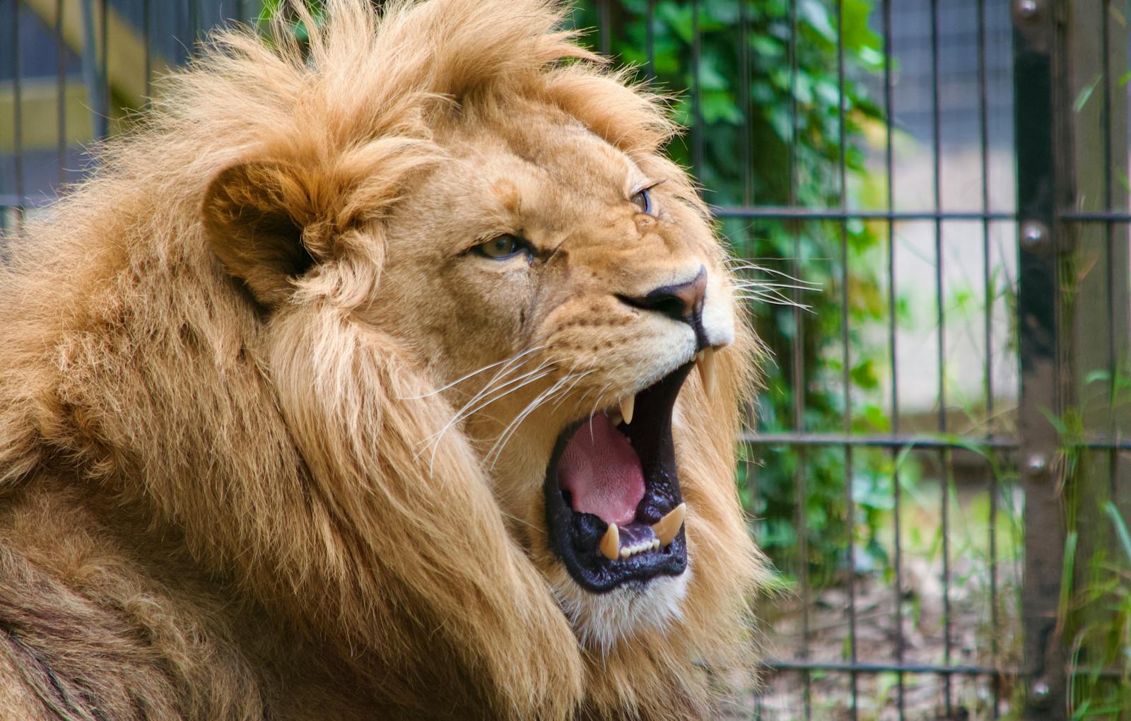 Lion Cage Photos, Download The BEST Free Lion Cage Stock Photos & HD Images