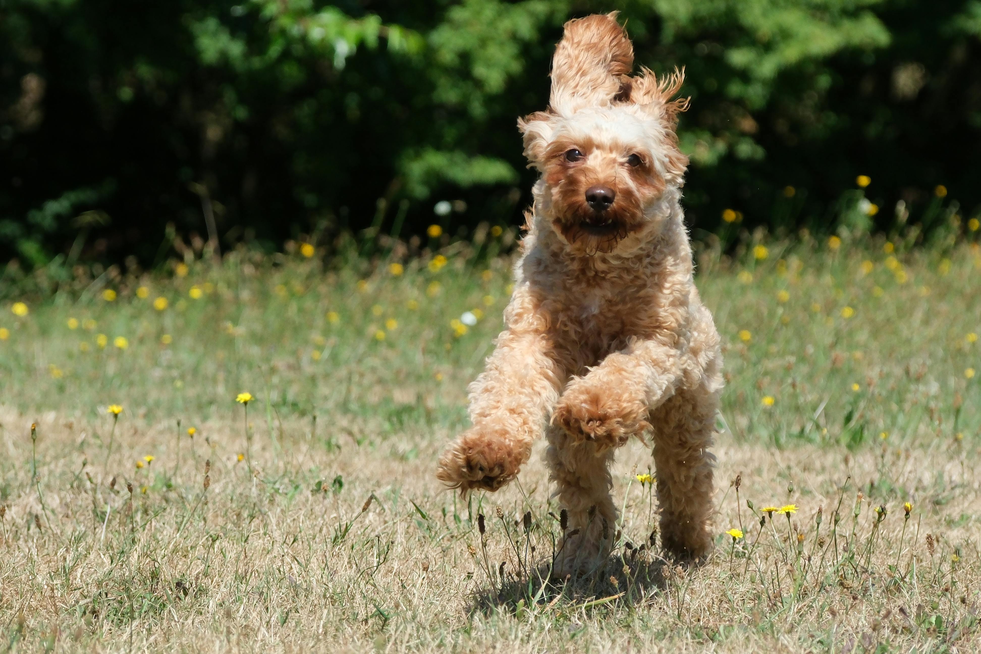 Dog Running on Grass · Free Stock Photo