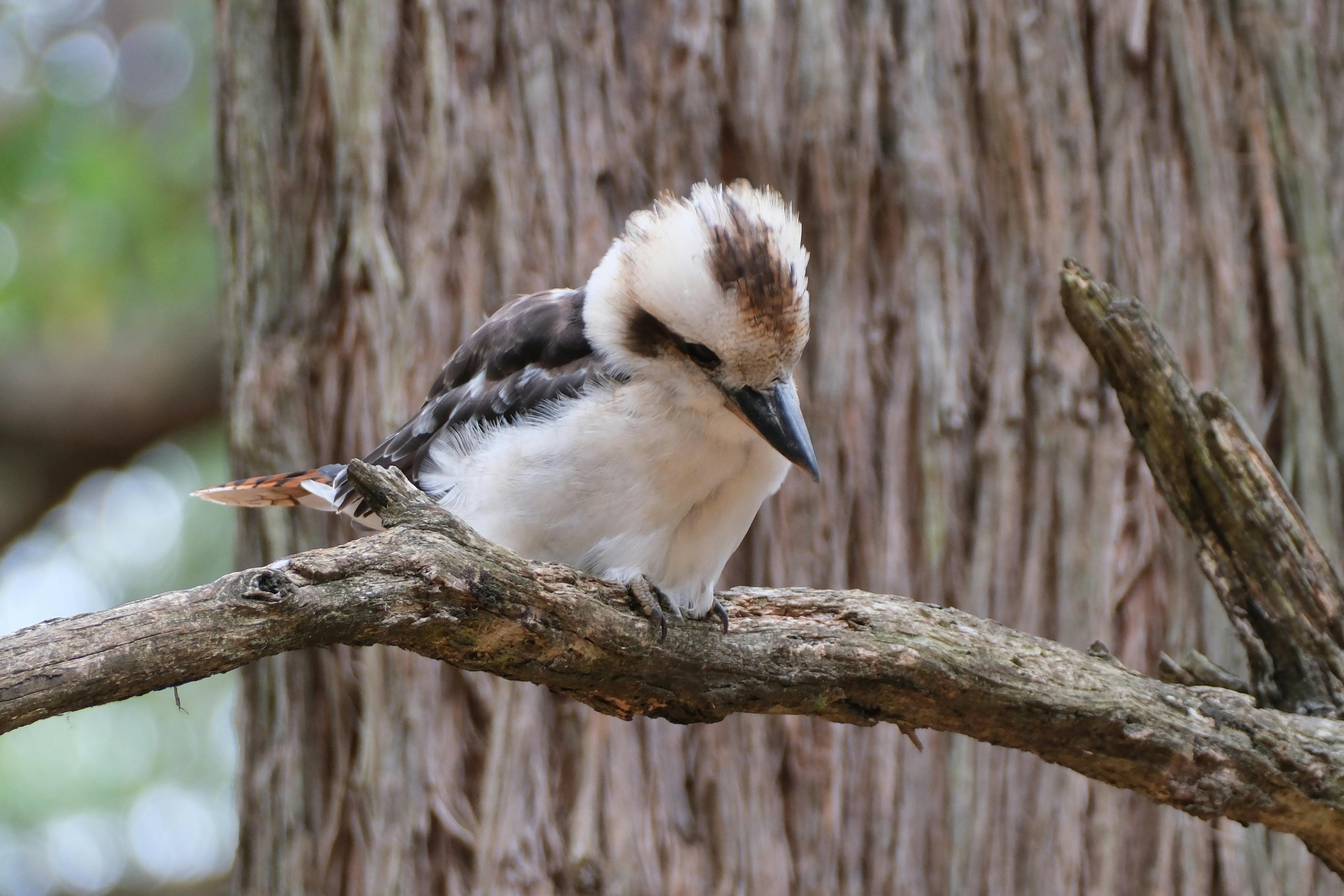 Melaleuca Viminalis Photos, Download The BEST Free Melaleuca Viminalis ...