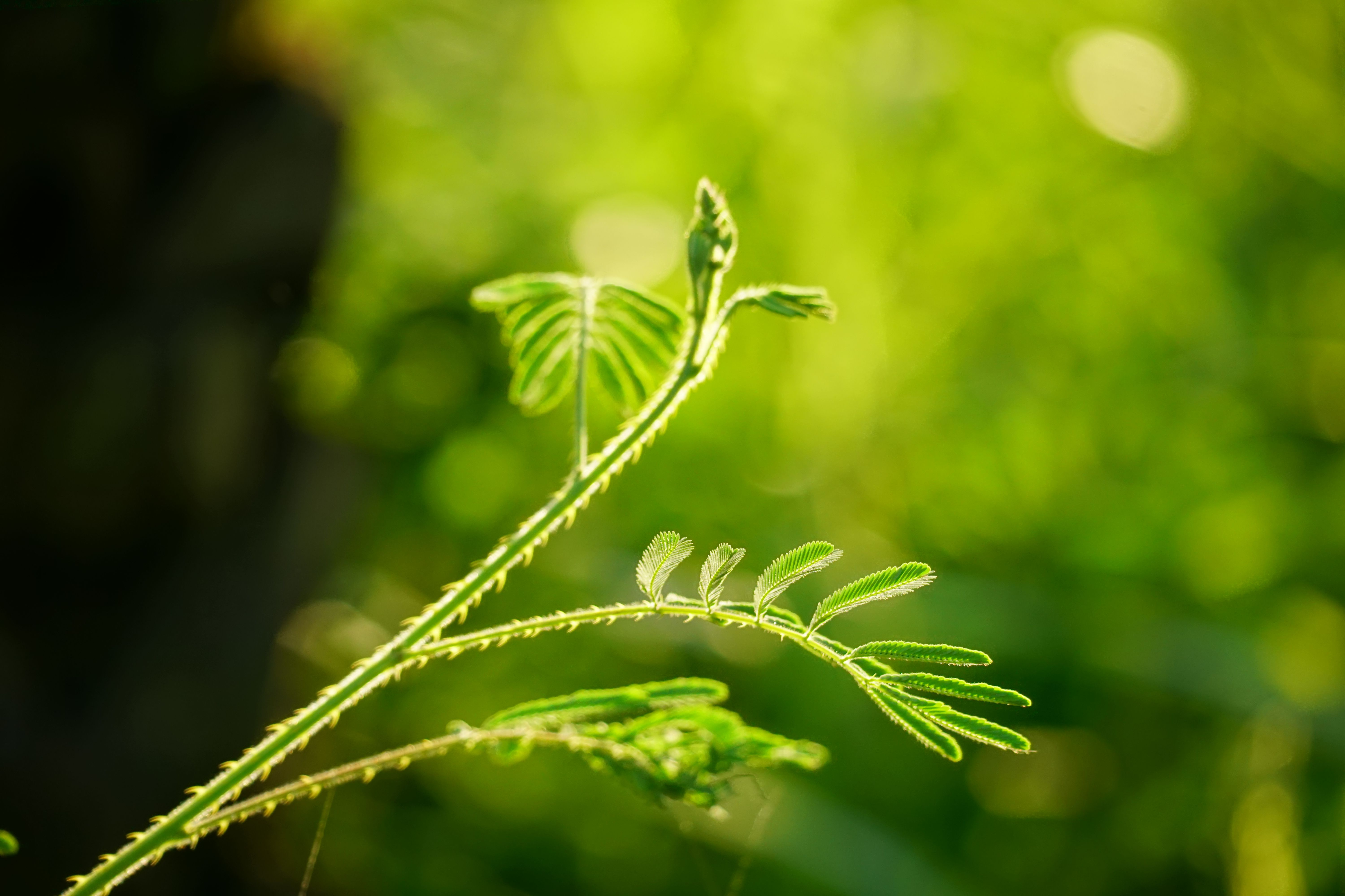 Closeup of Growing Sensitive Plant · Free Stock Photo