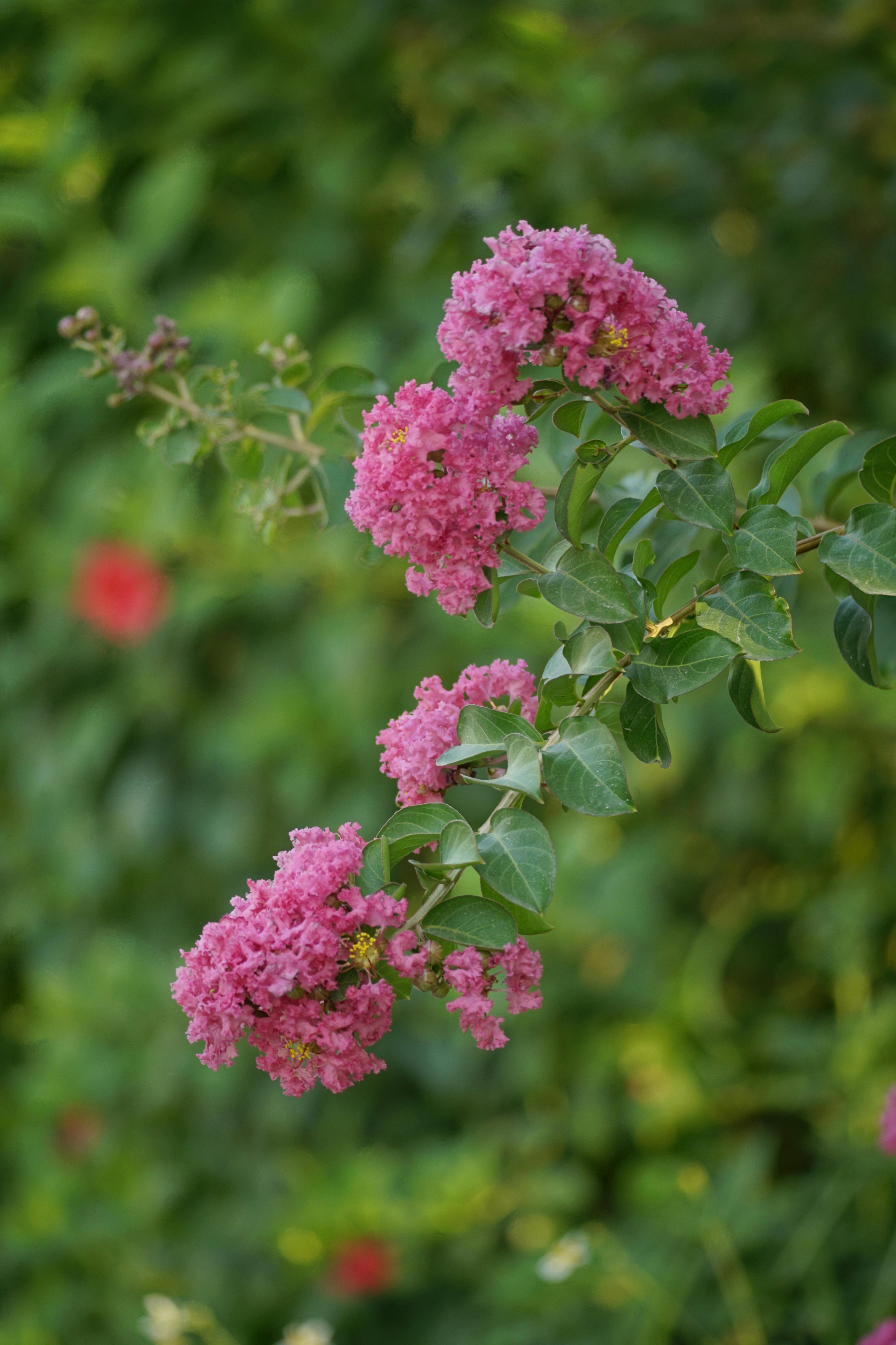 Pink Crepe Myrtle Flowers · Free Stock Photo