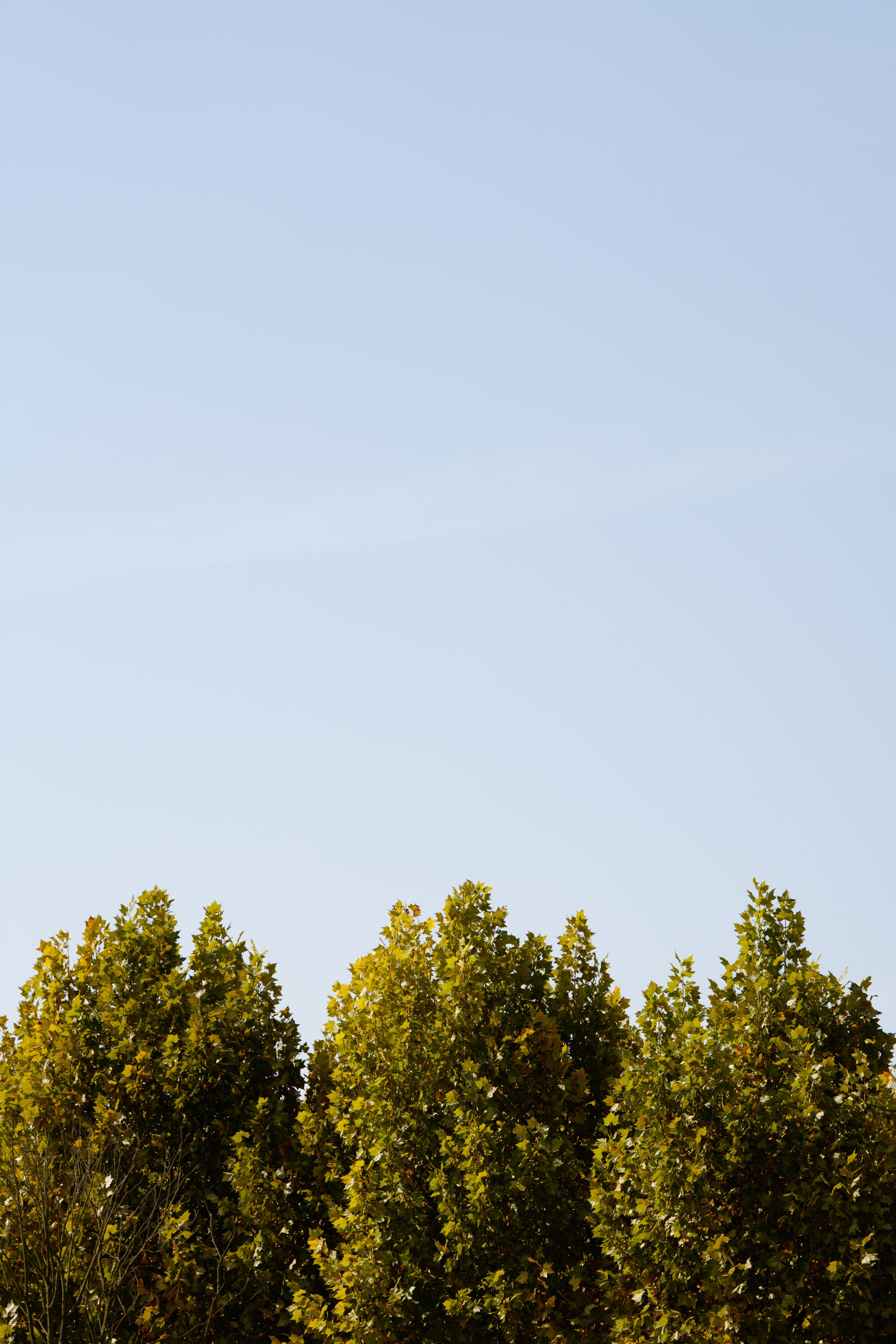 Clear Sky over Trees · Free Stock Photo