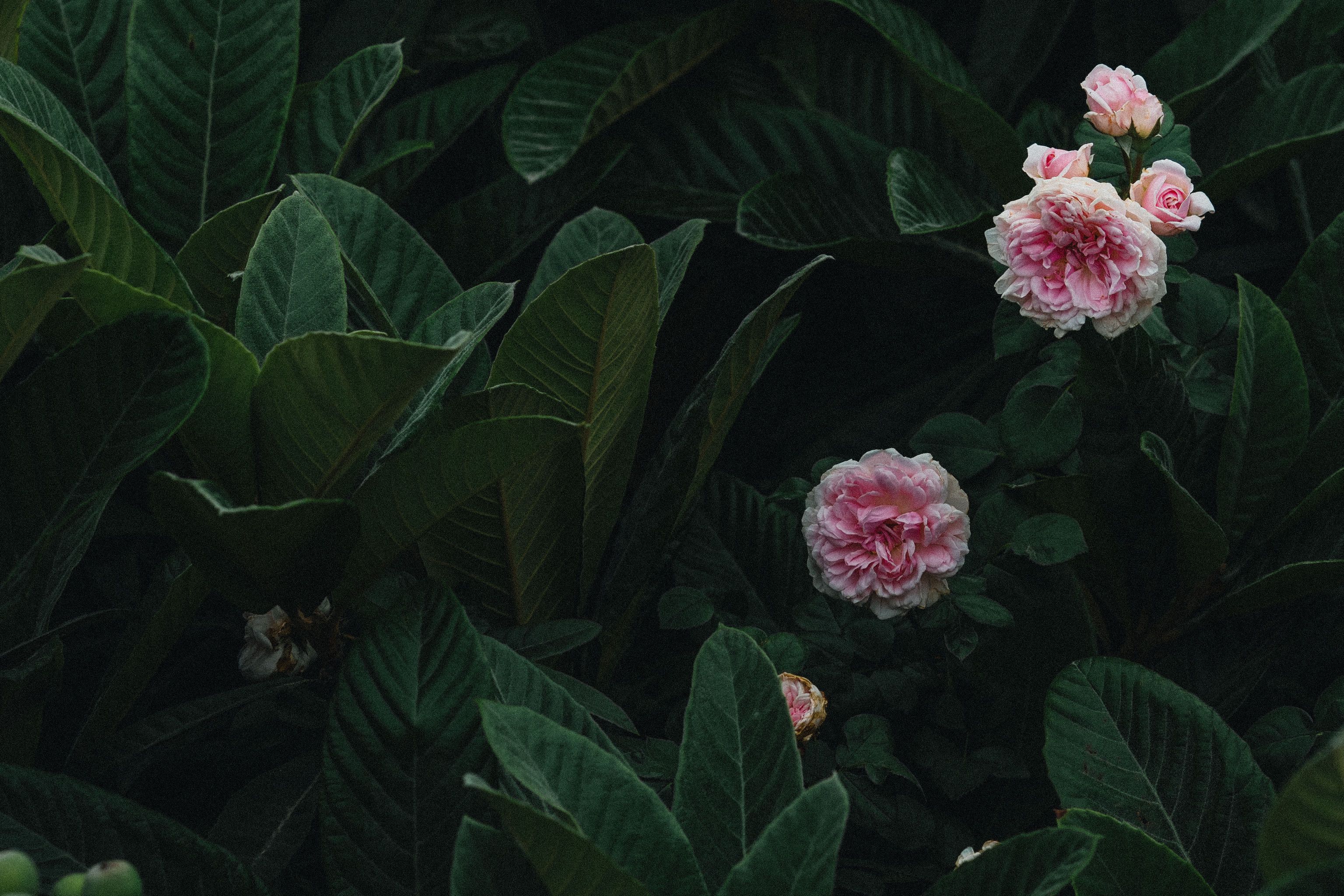 A Plant with Flowers · Free Stock Photo