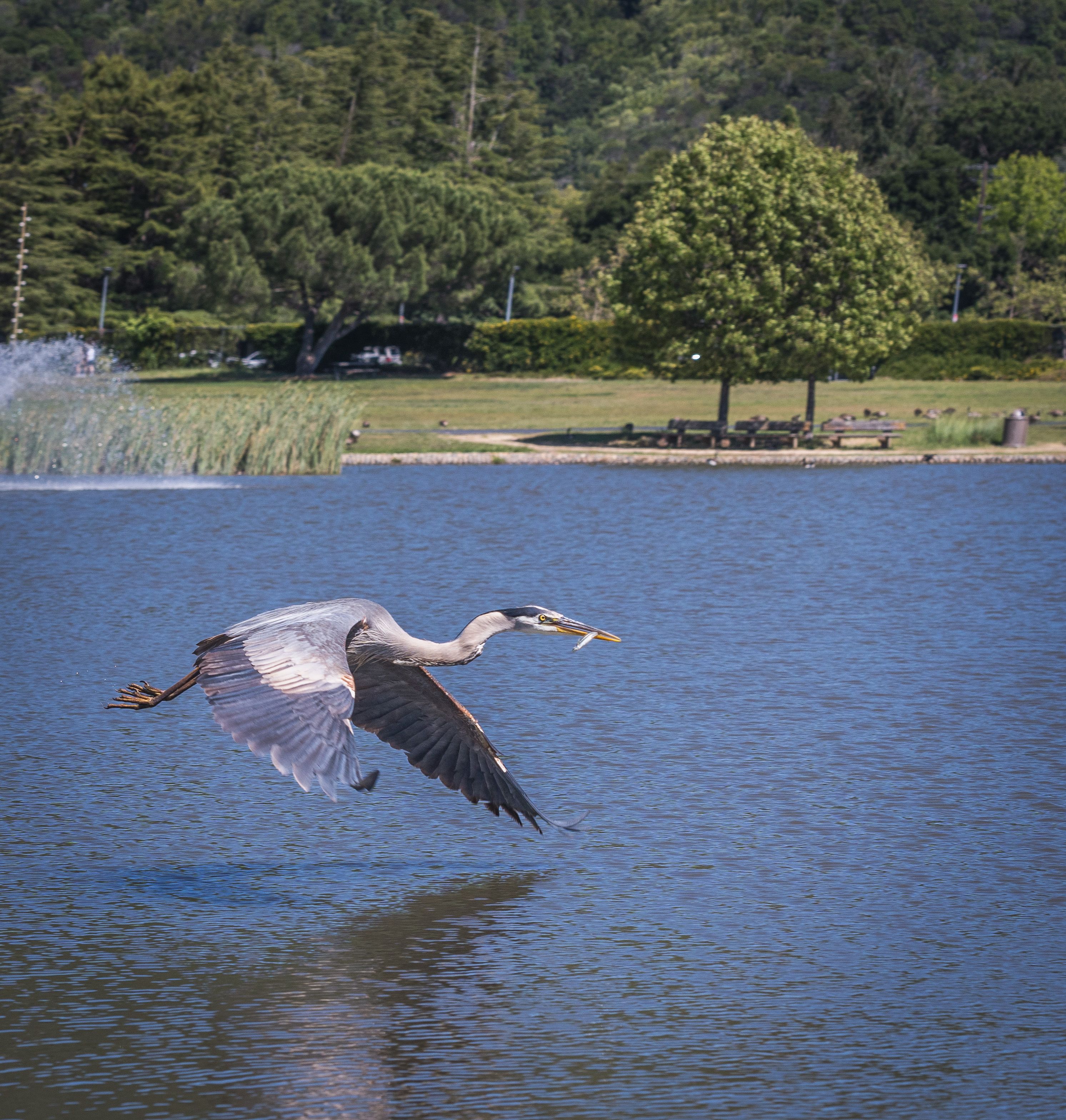 Great Blue Heron Flying over Lake · Free Stock Photo