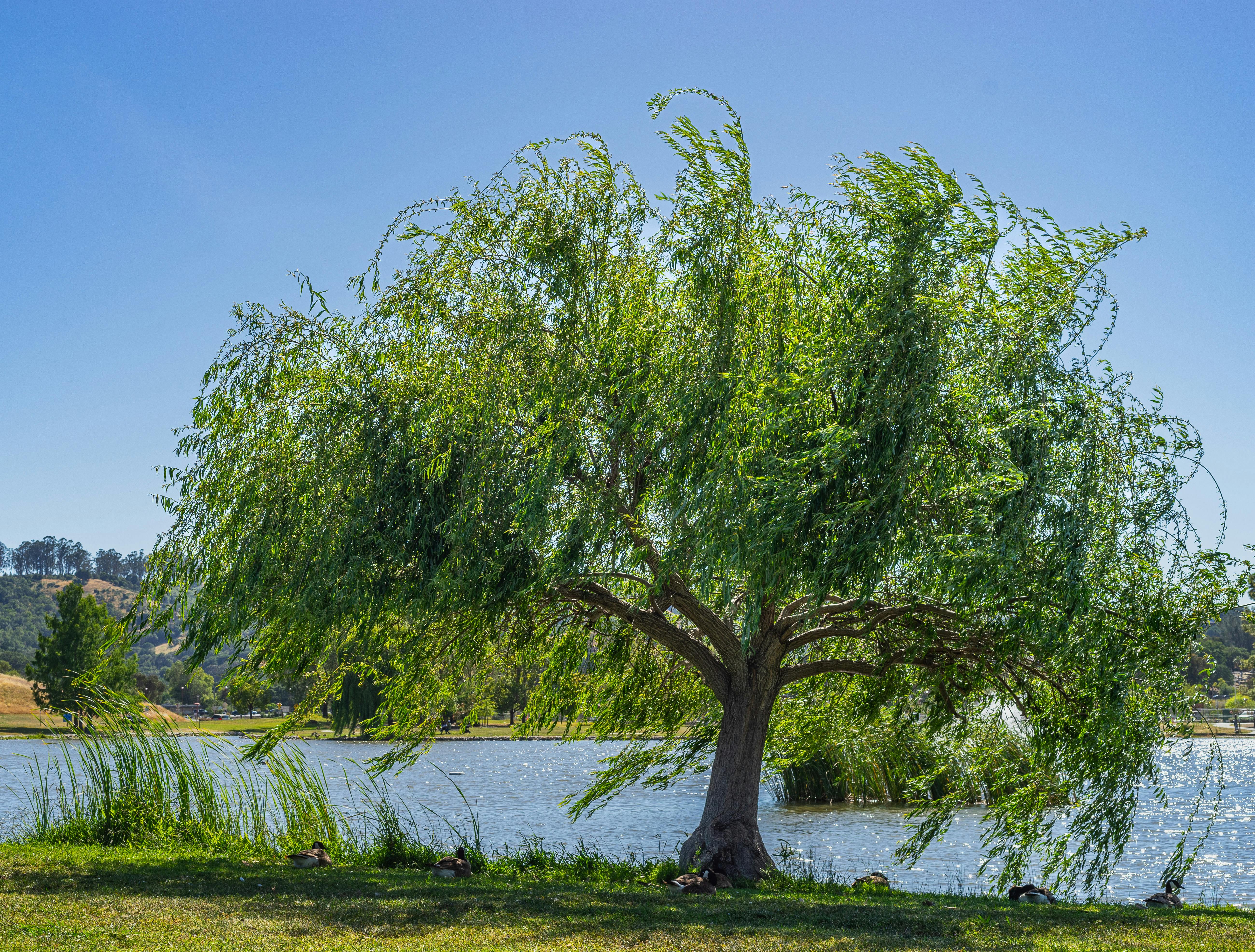 Large Tree by Lake · Free Stock Photo