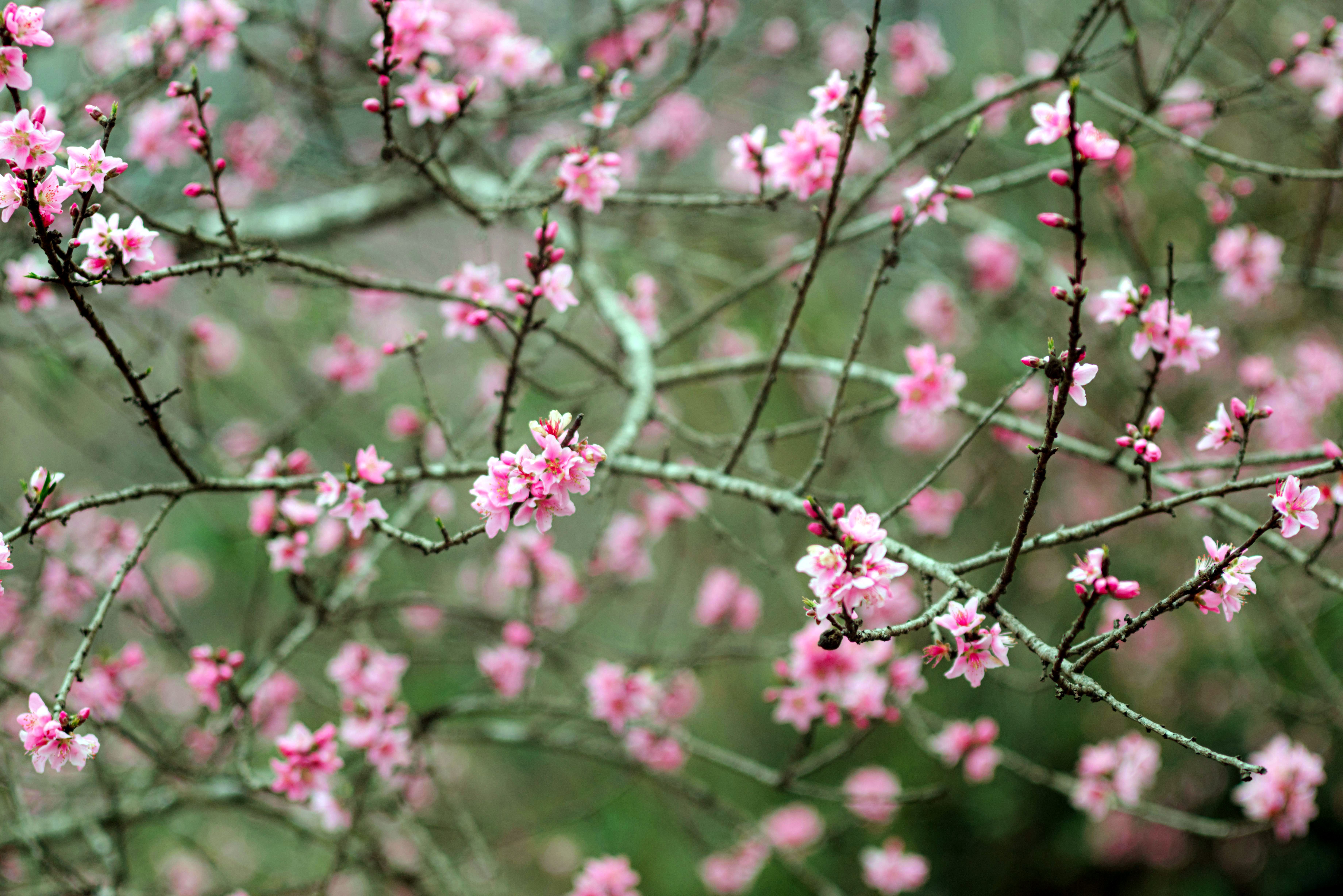 A Tree in Spring · Free Stock Photo