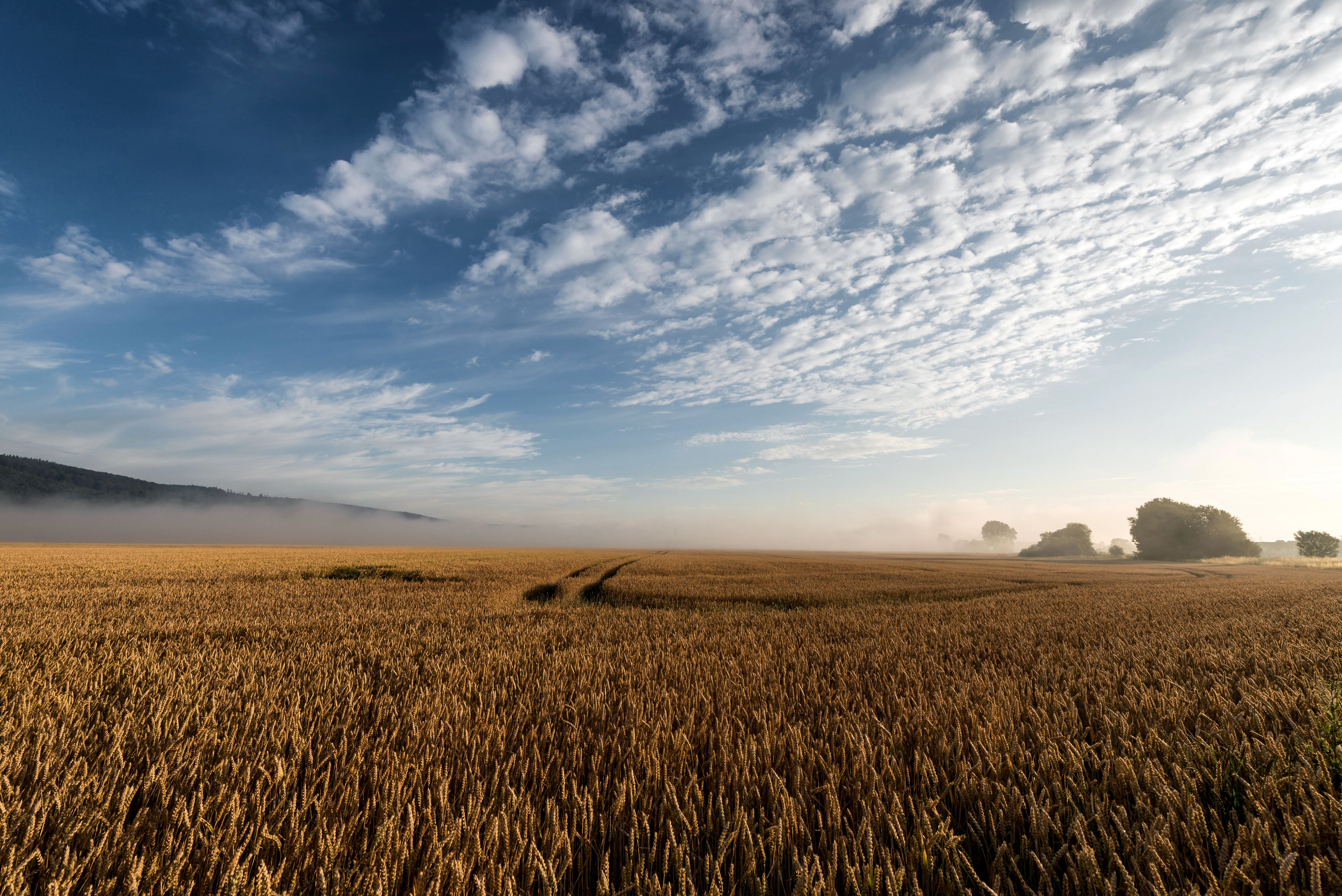 Cropland in Countryside · Free Stock Photo