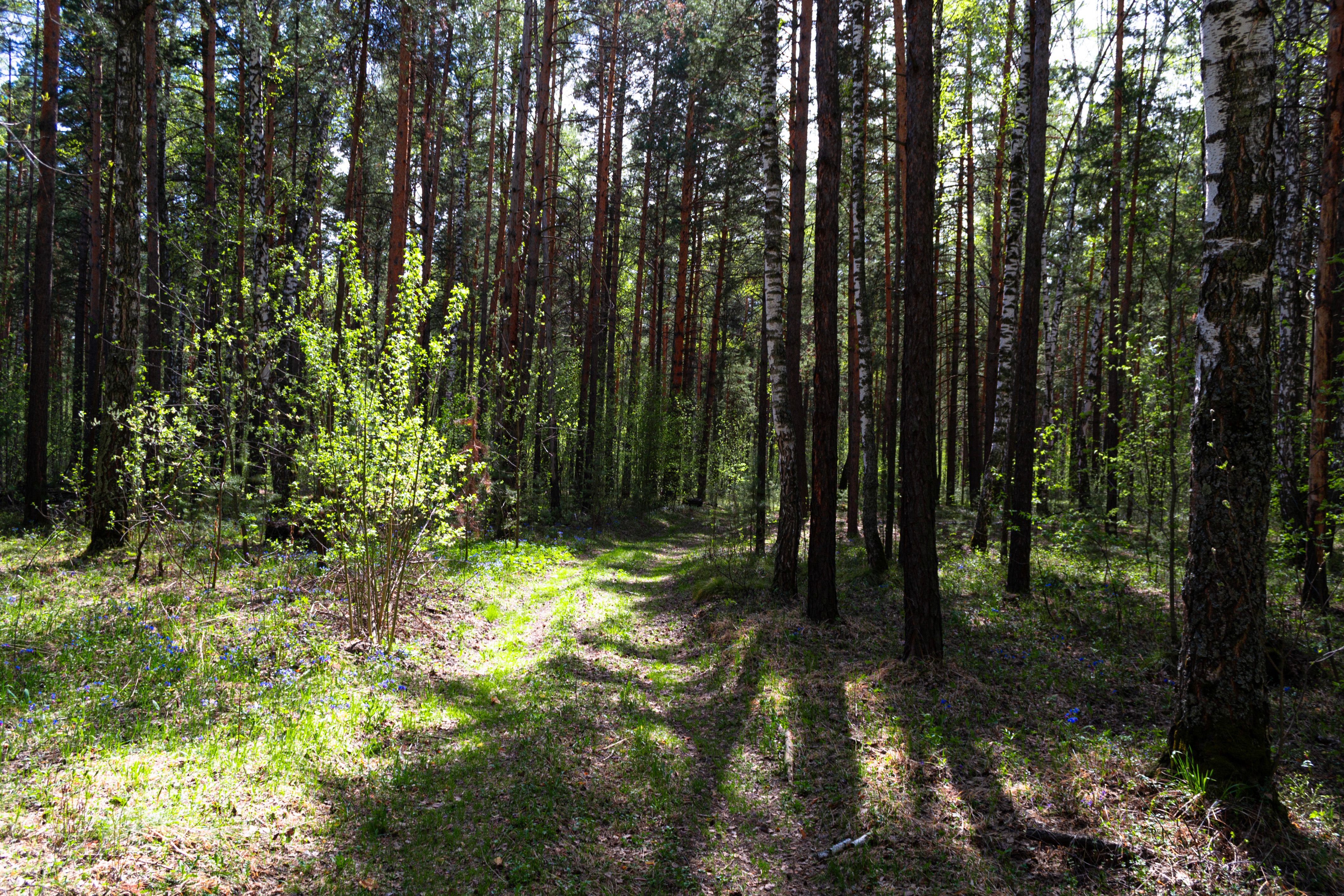 Foto de stock gratuita sobre arboles, bosque, conífero, denso ...