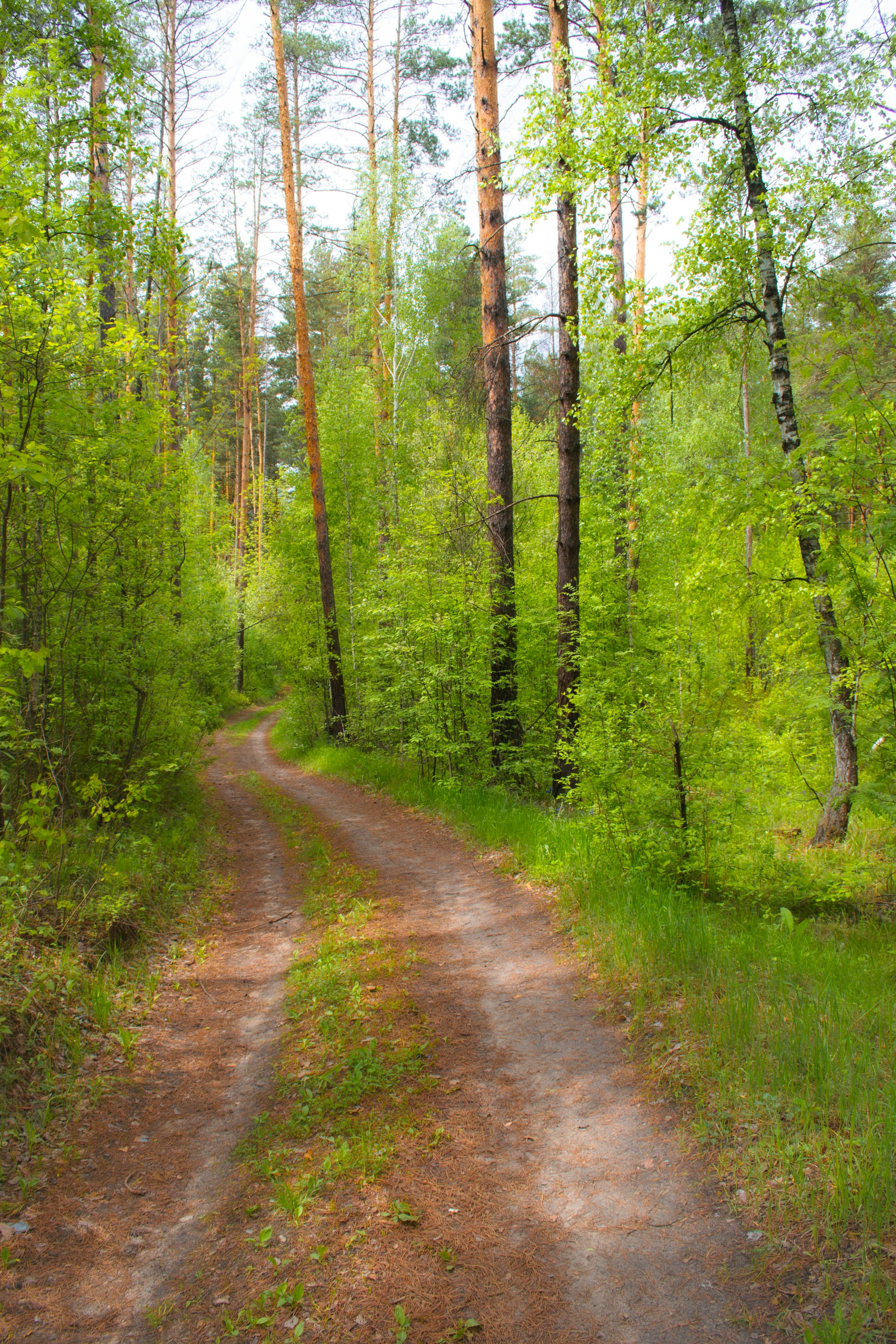 Serene Dirt Path Through Verdant Birch Forest · Free Stock Photo