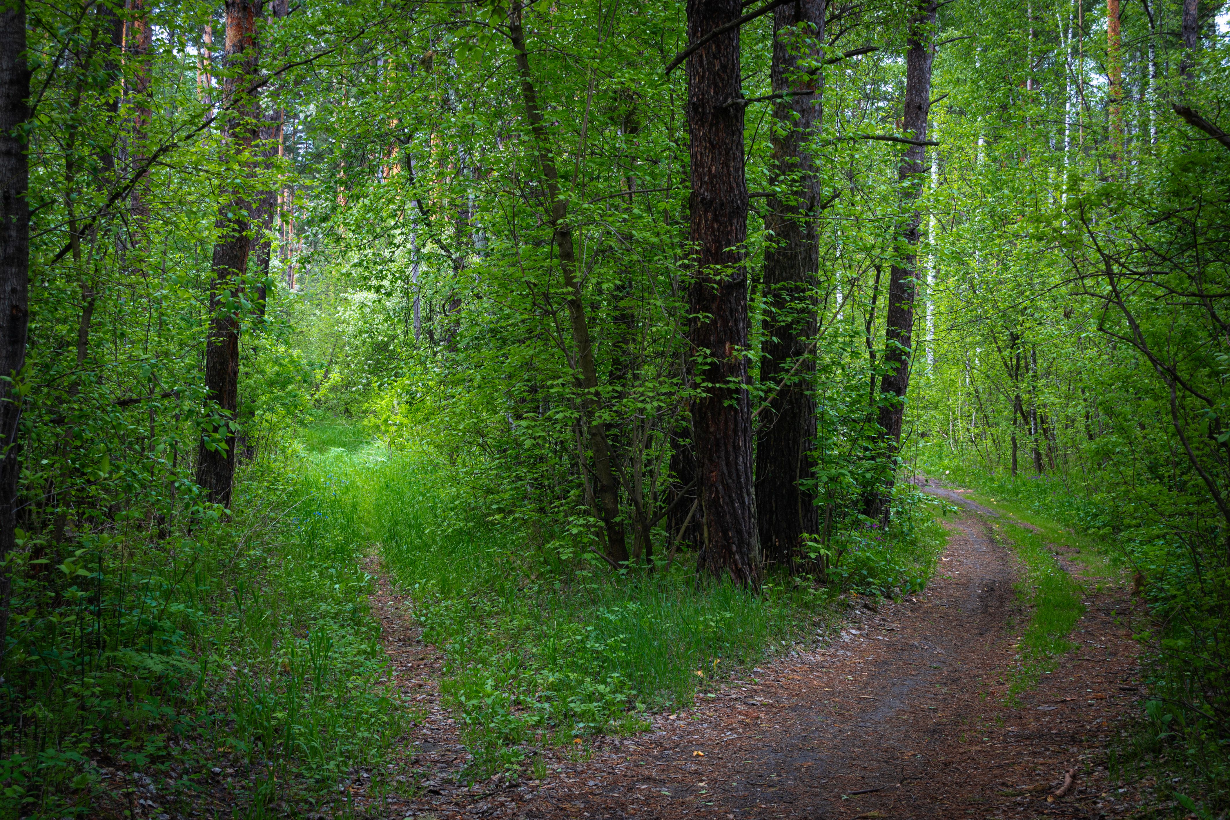 Wide Angle View of a Lush Forest · Free Stock Photo