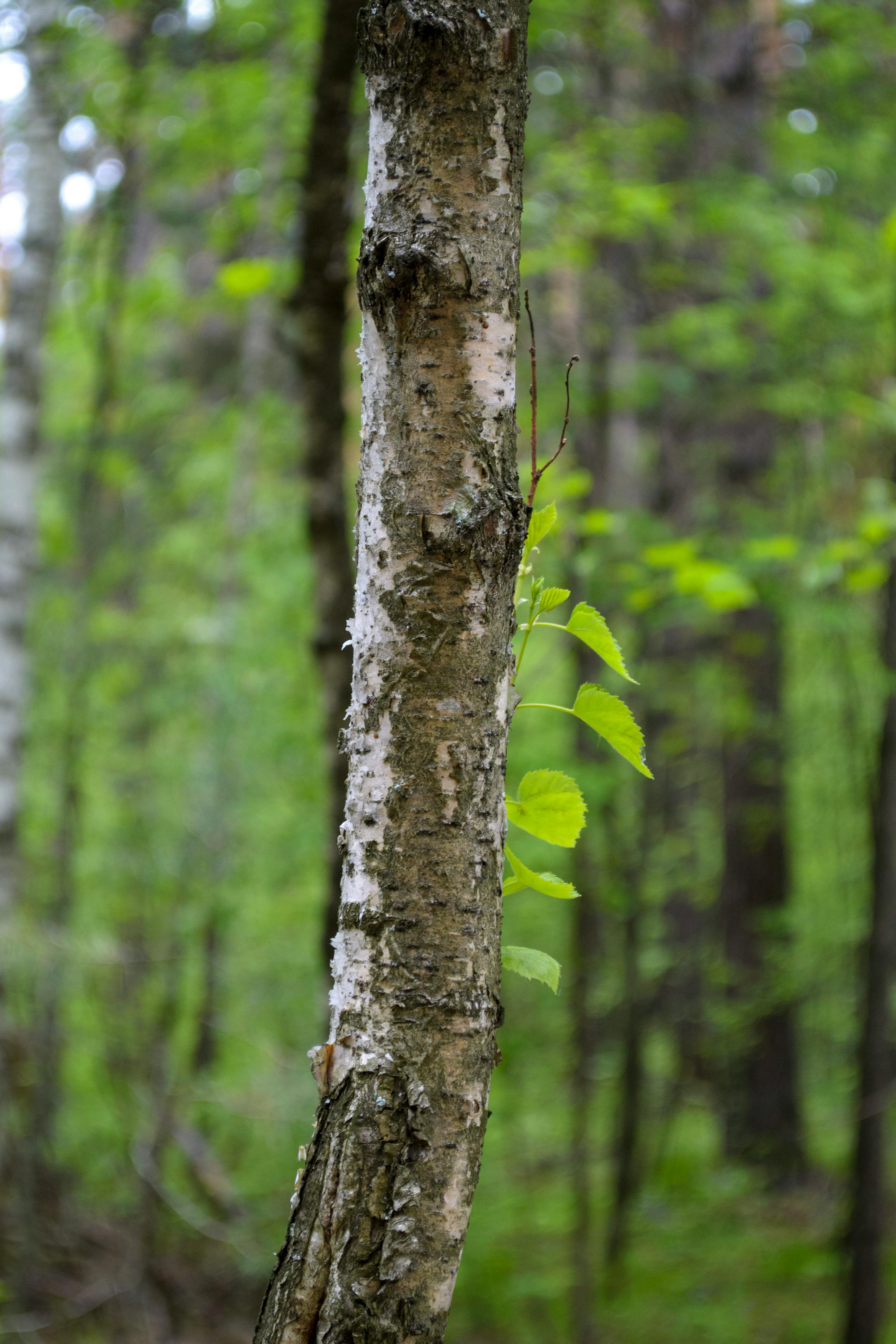 Tresen Bark Bit Photos, Download The BEST Free Tresen Bark Bit Stock ...