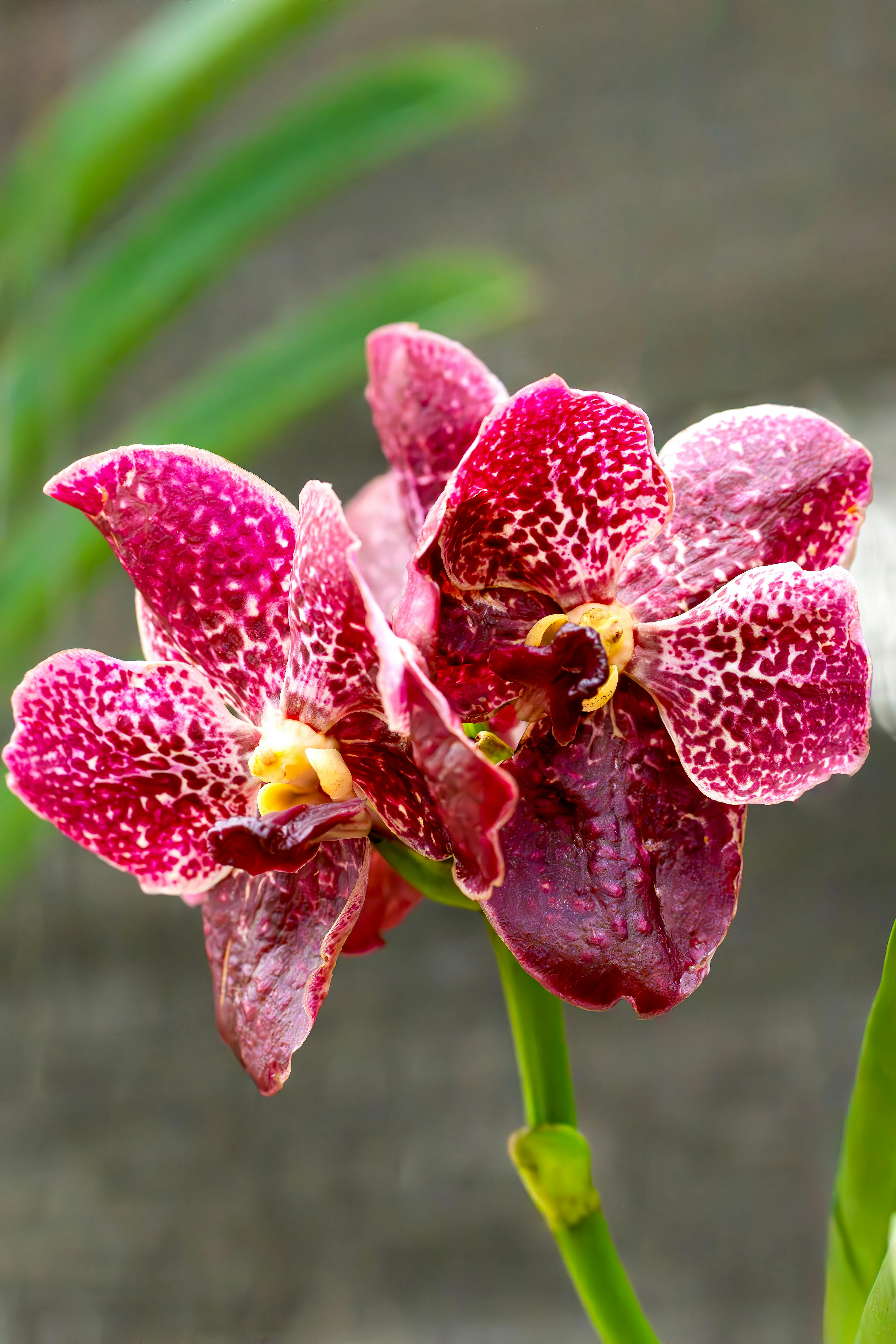 Dynamic Perennial Garden Photos, Download The BEST Free Dynamic ...