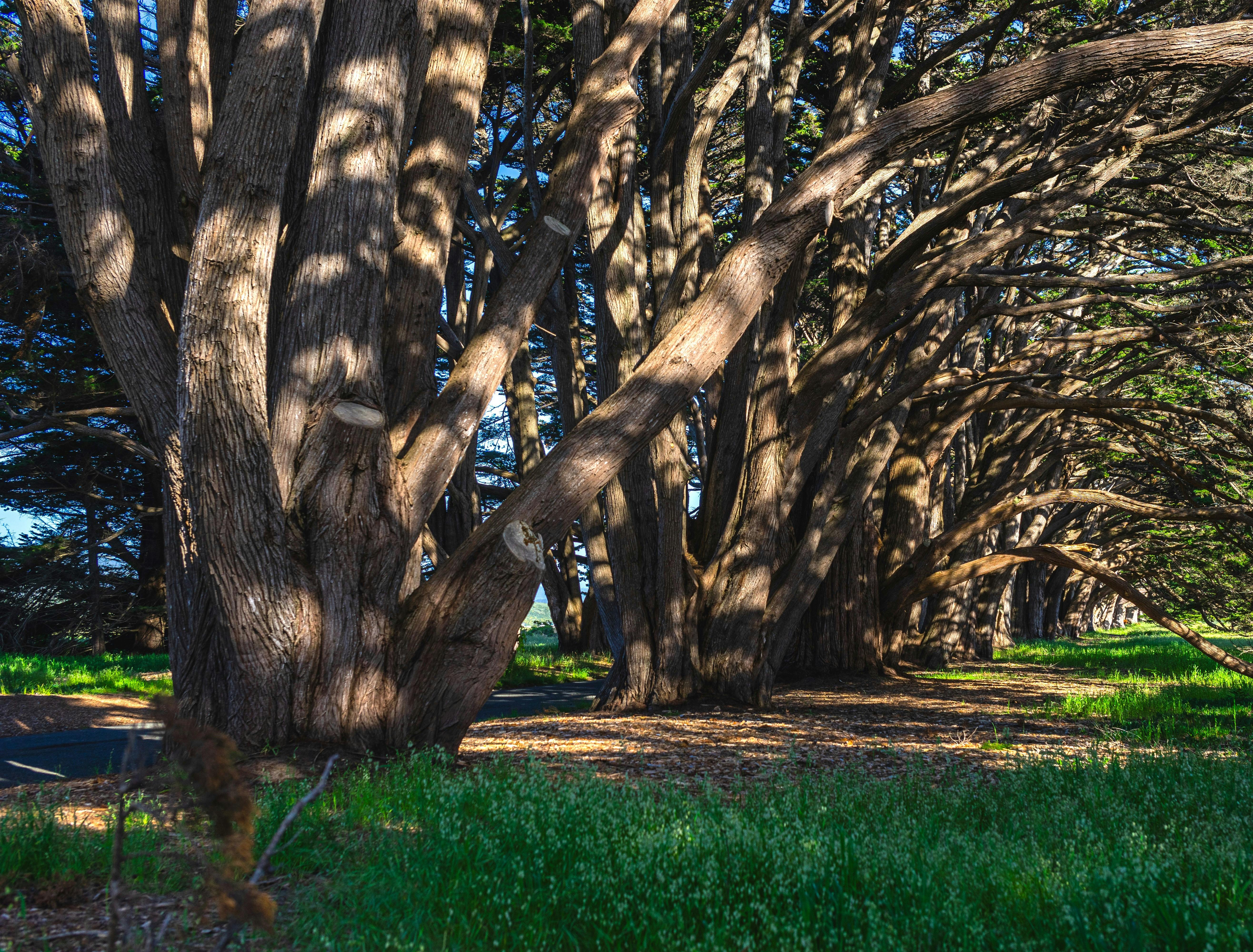 A Pathway in the Forest · Free Stock Photo