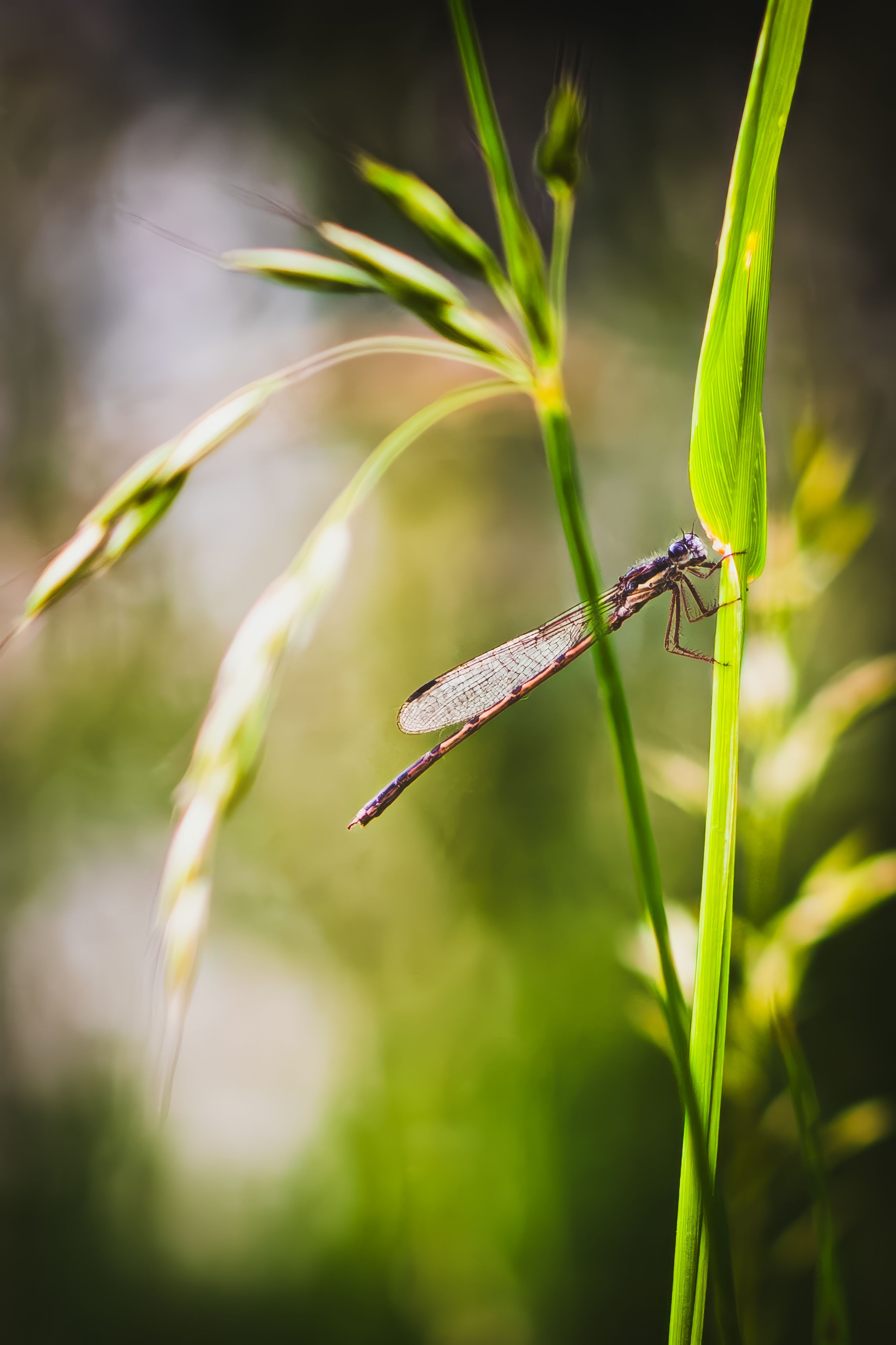 Dragonfly Fleetwood Mac Song Photos, Download The BEST Free Dragonfly ...