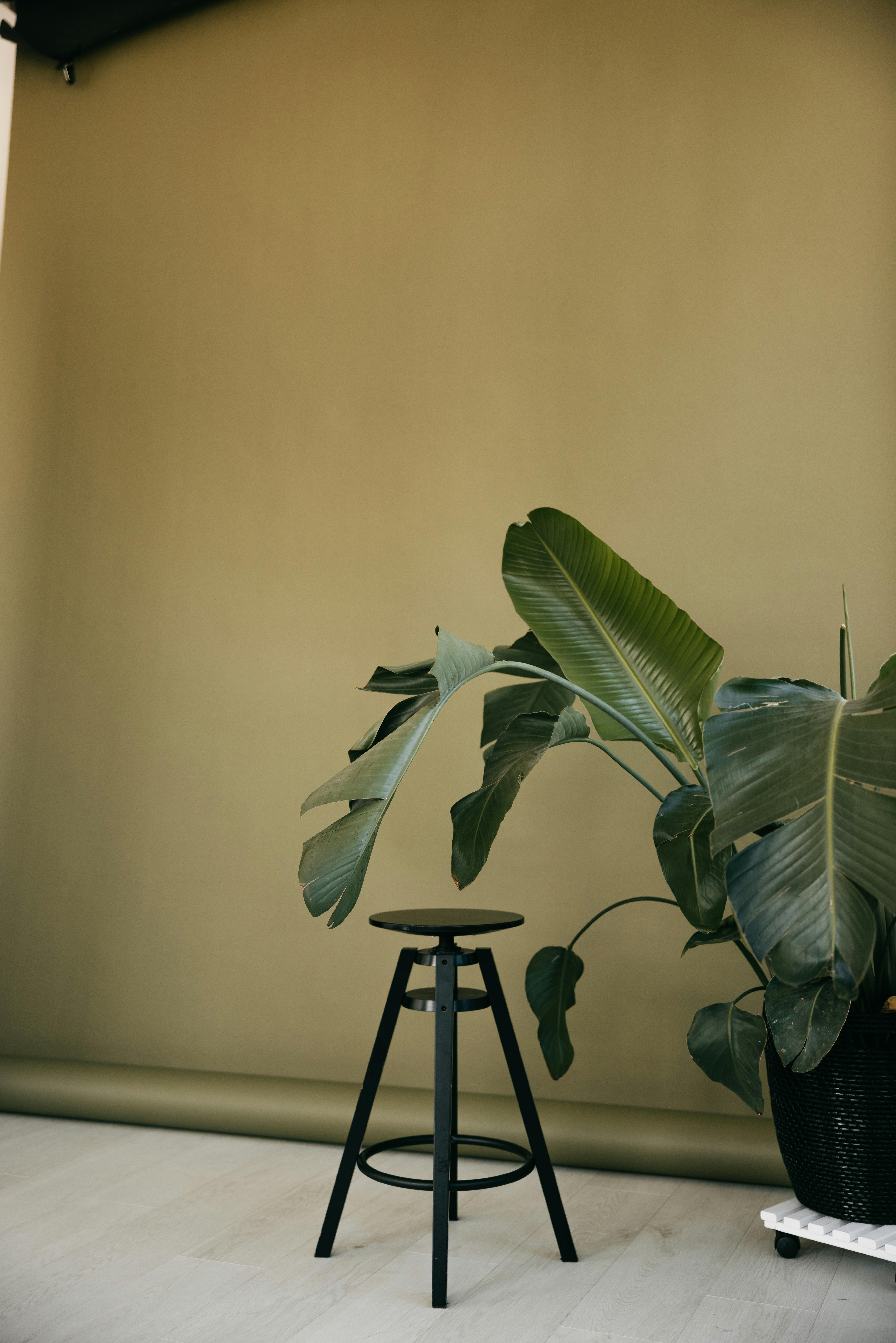 Hd Studio Backdrops Photos, Download The BEST Free Hd Studio Backdrops ...