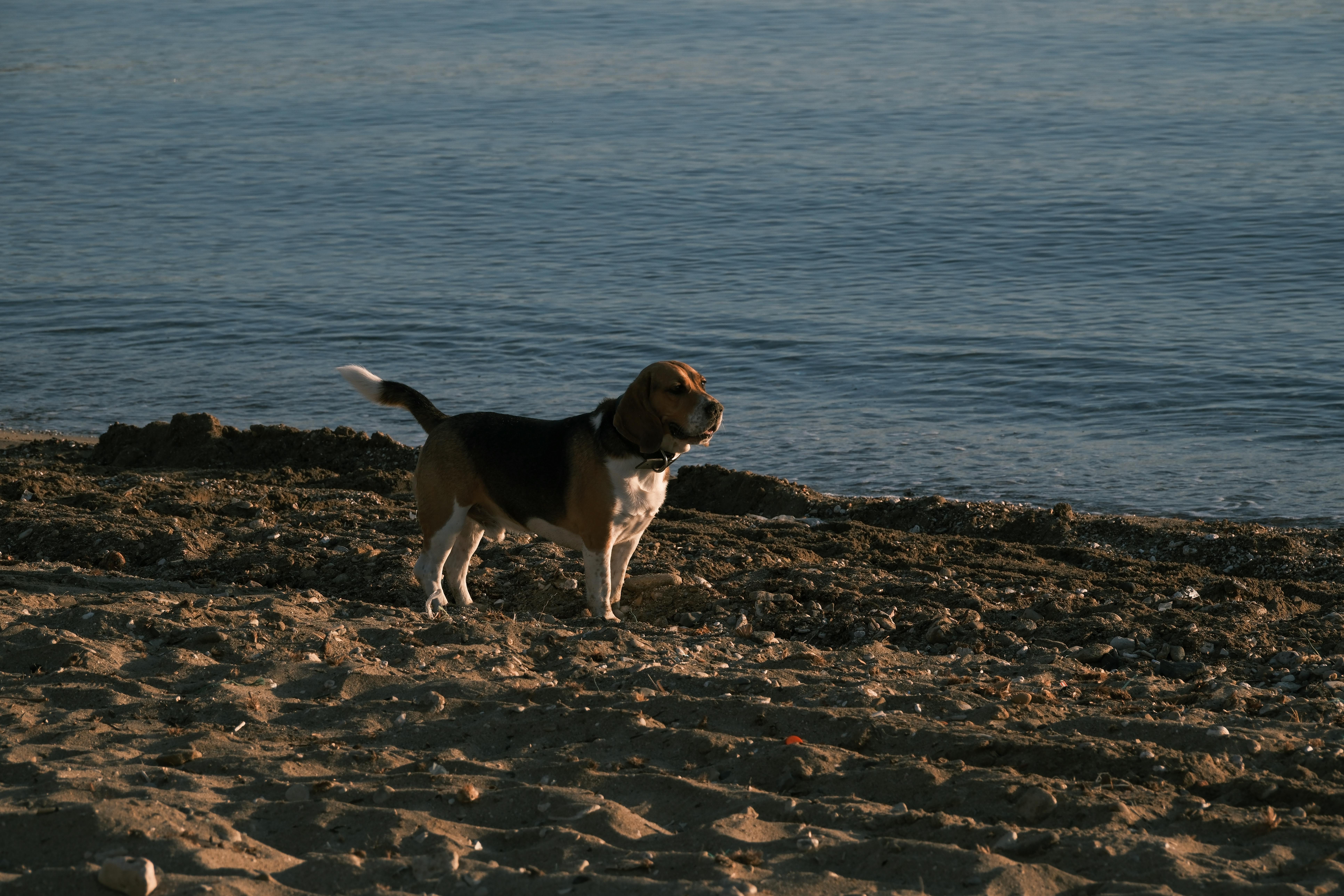Beagle Dog at Beach · Free Stock Photo