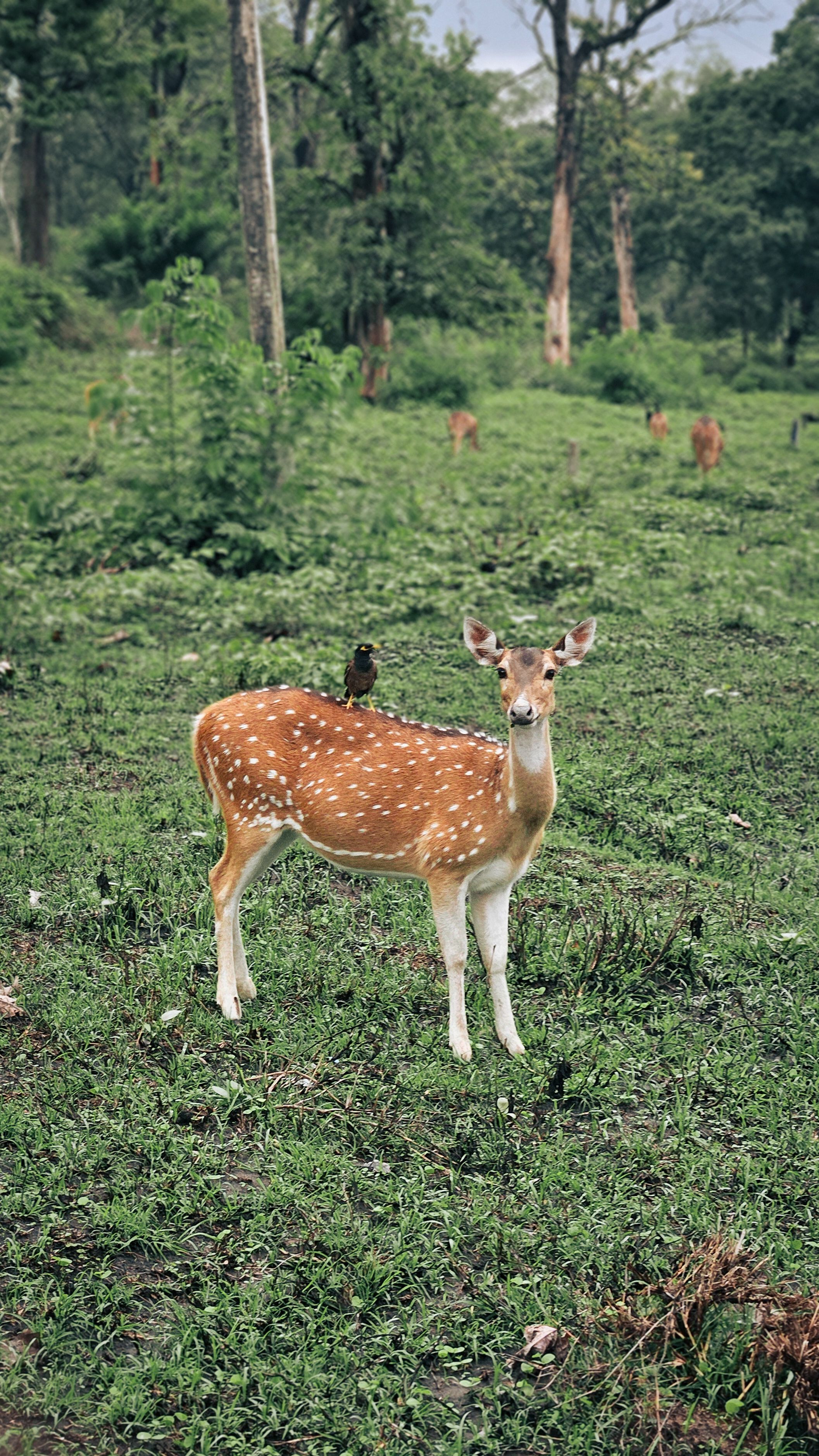 Wild Forest Photos, Download The BEST Free Wild Forest Stock Photos ...