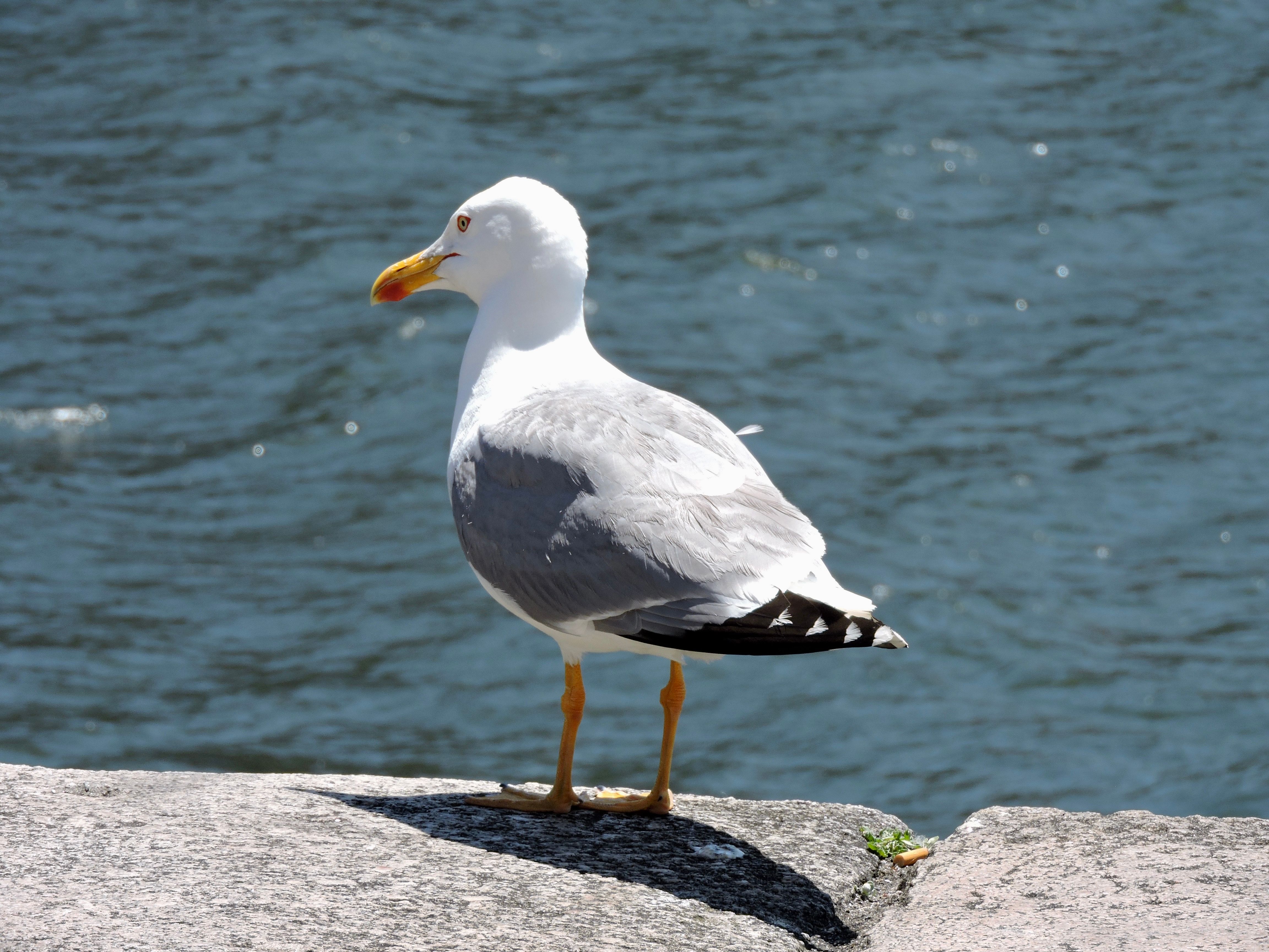 Herons and Seagulls on Rocky Seashore · Free Stock Photo