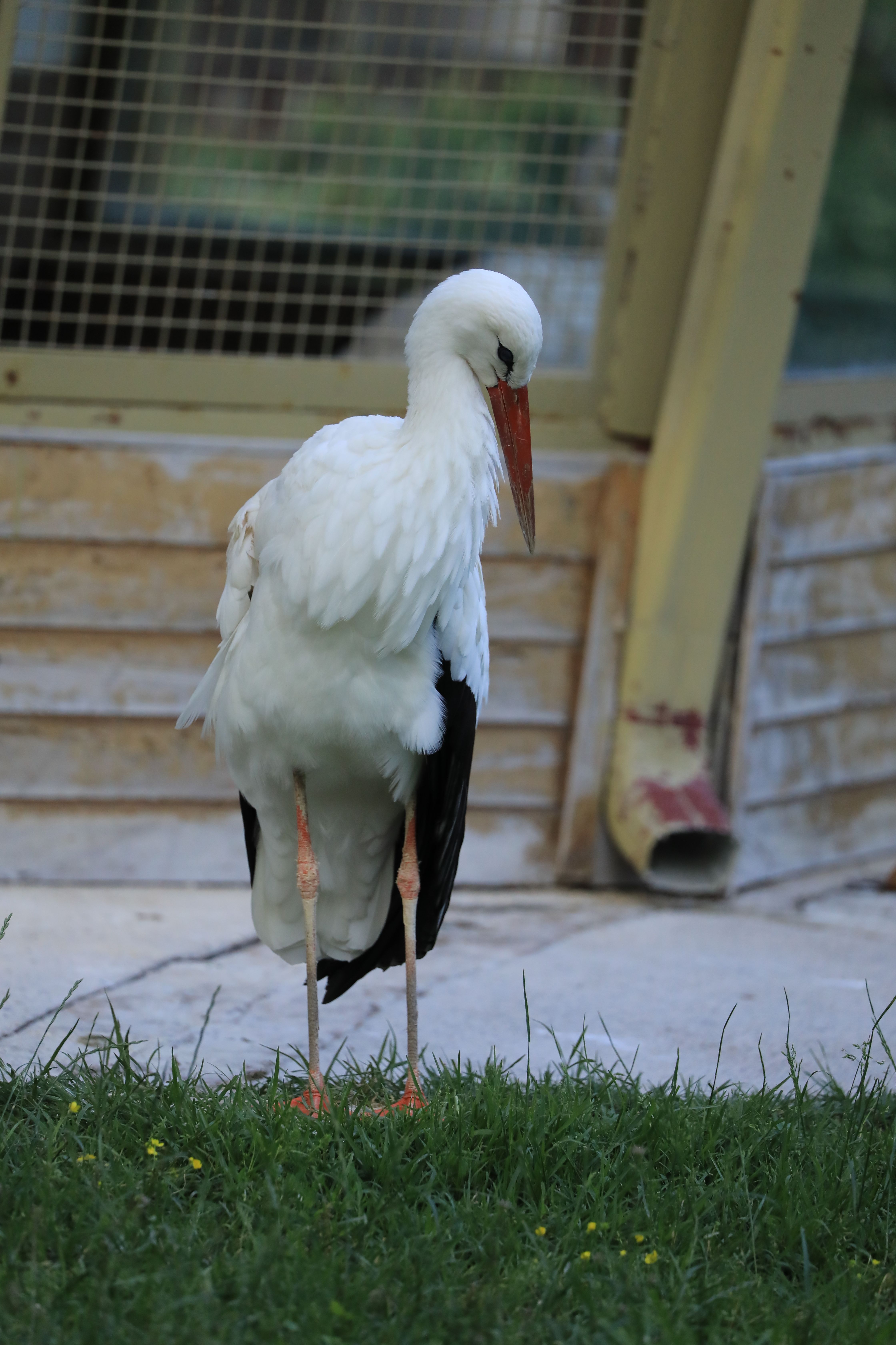 White Stork in Zoo · Free Stock Photo