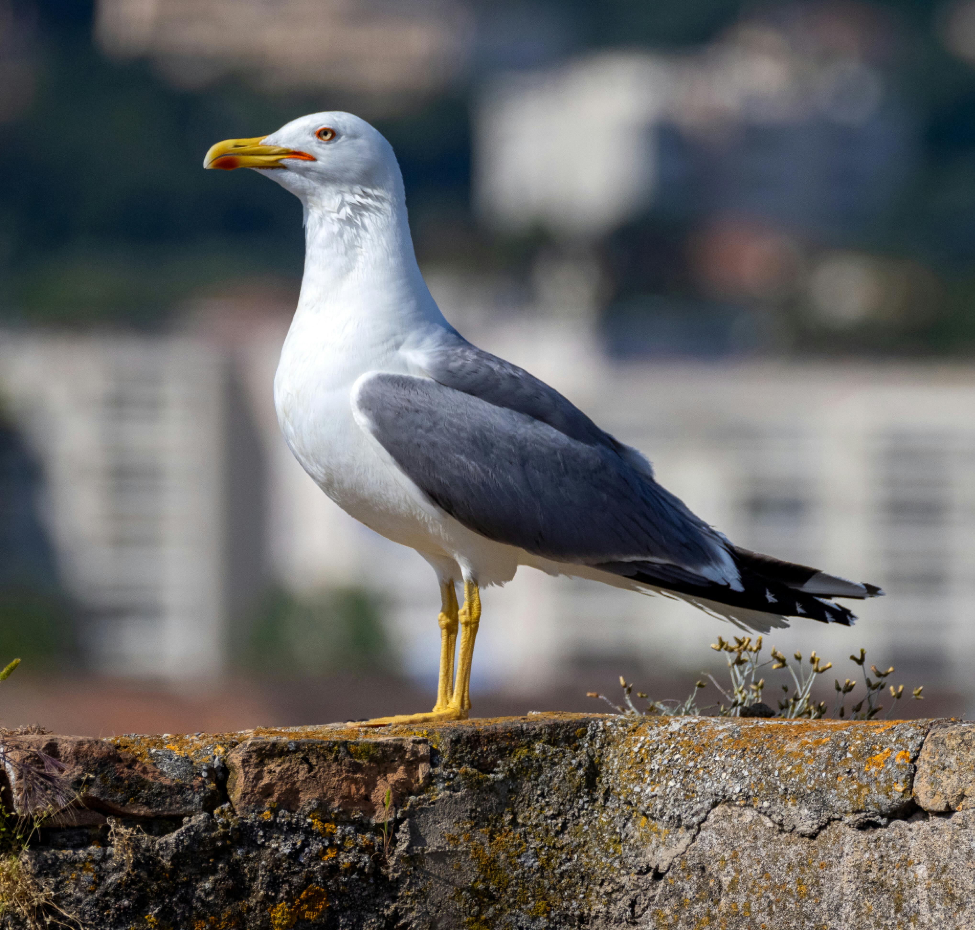 le Gabian · Free Stock Photo