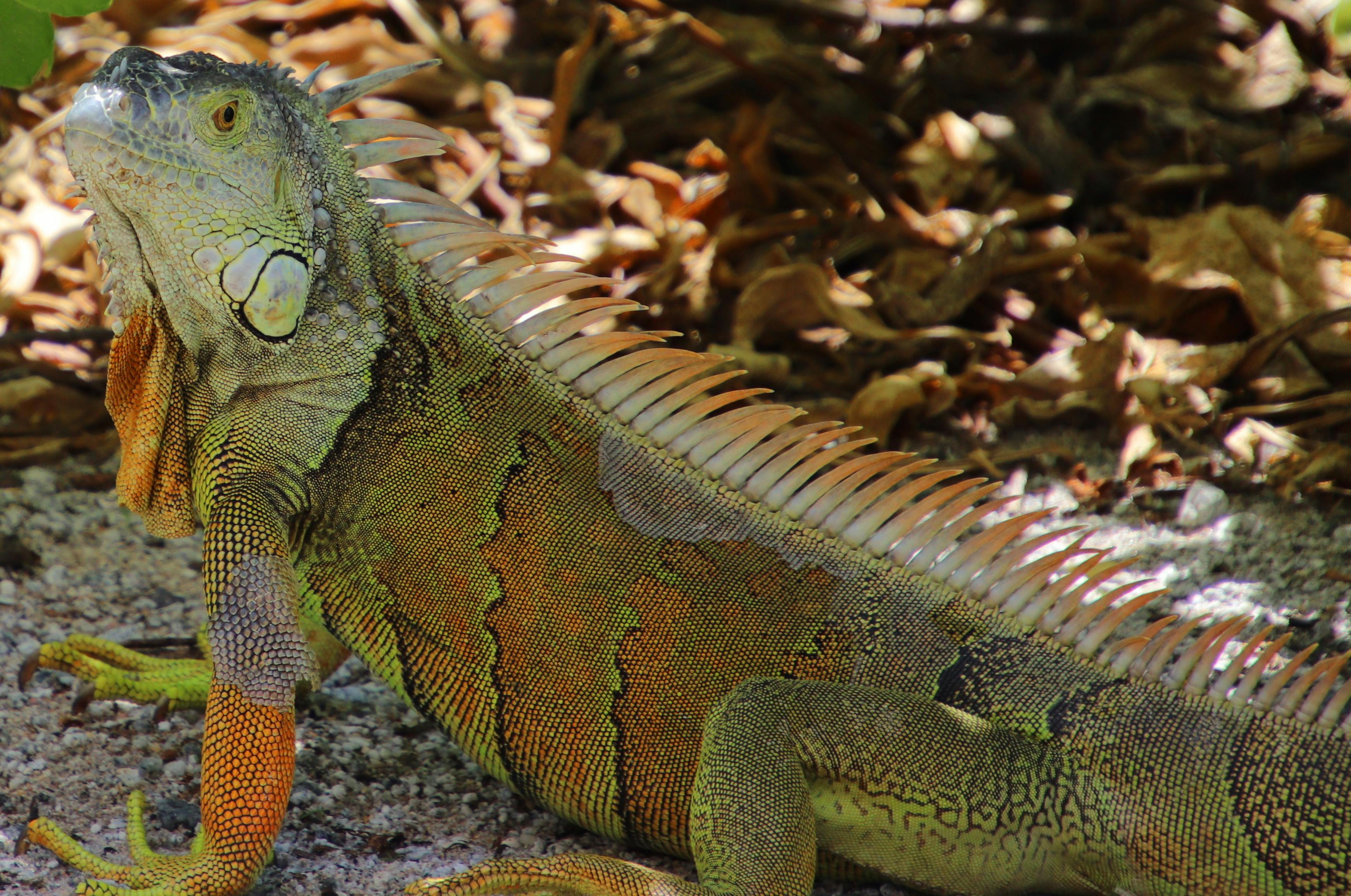 Free stock photo of colorful iguana
