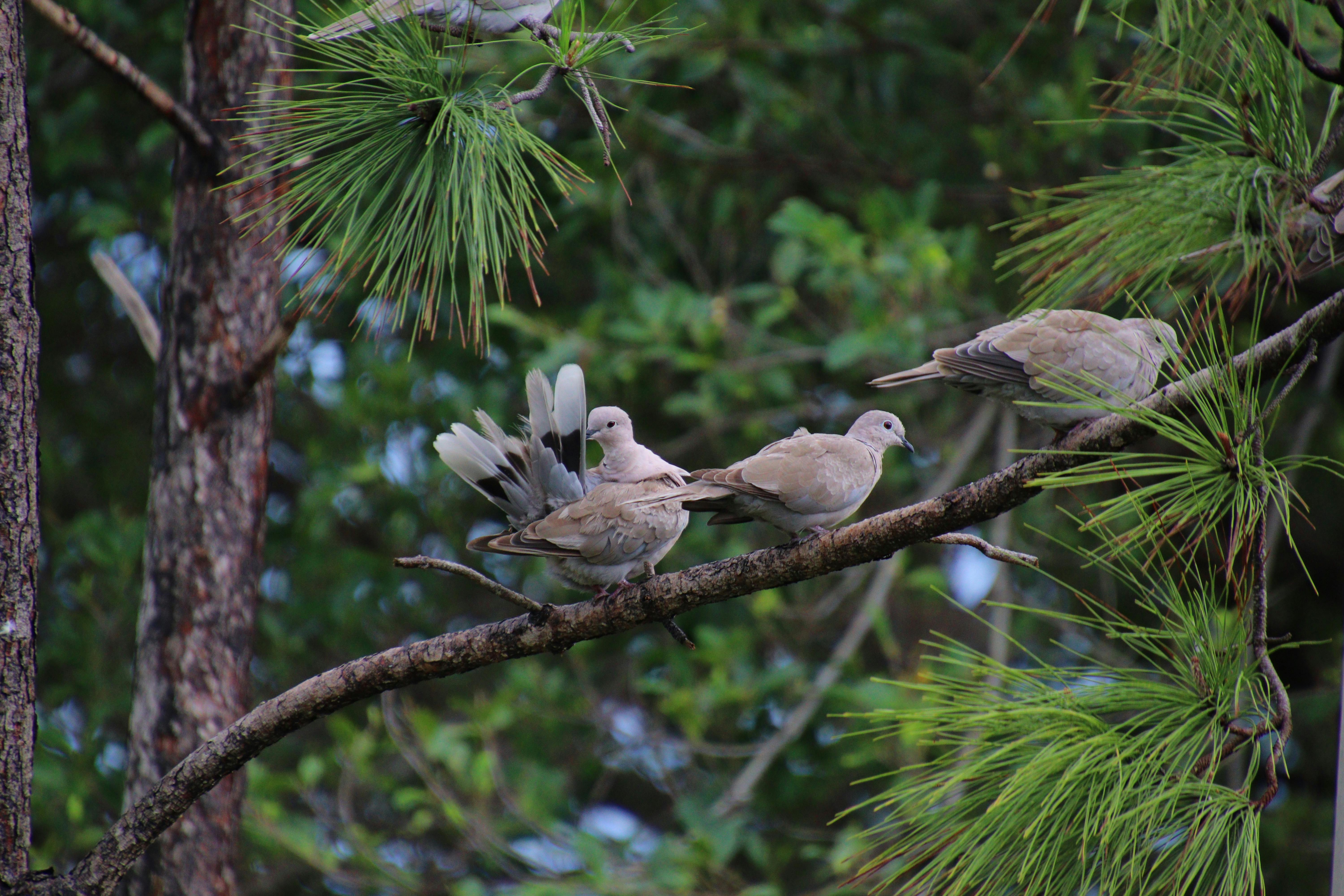 Wayne Howell - Photography