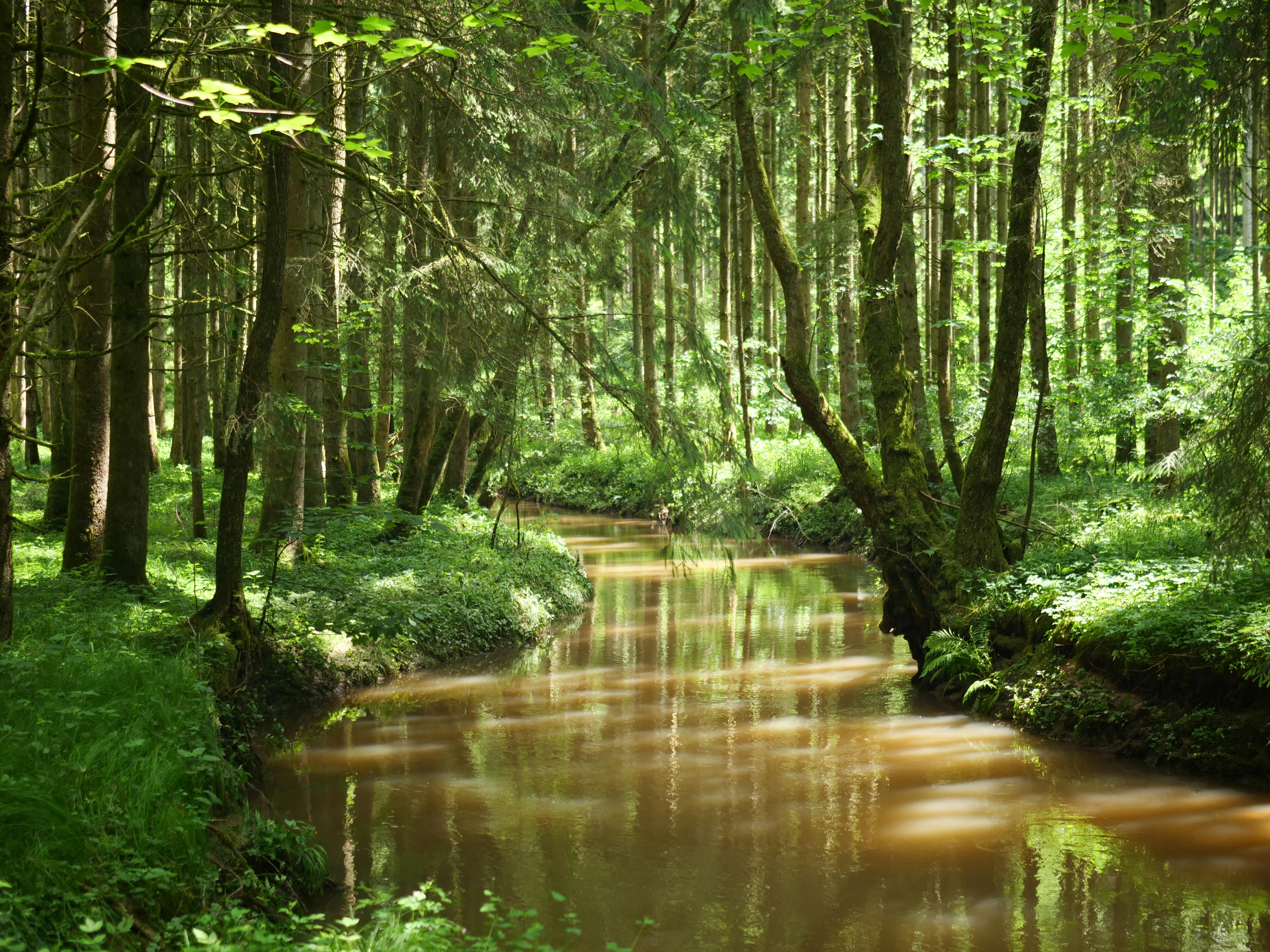 wald mit bach · Free Stock Photo