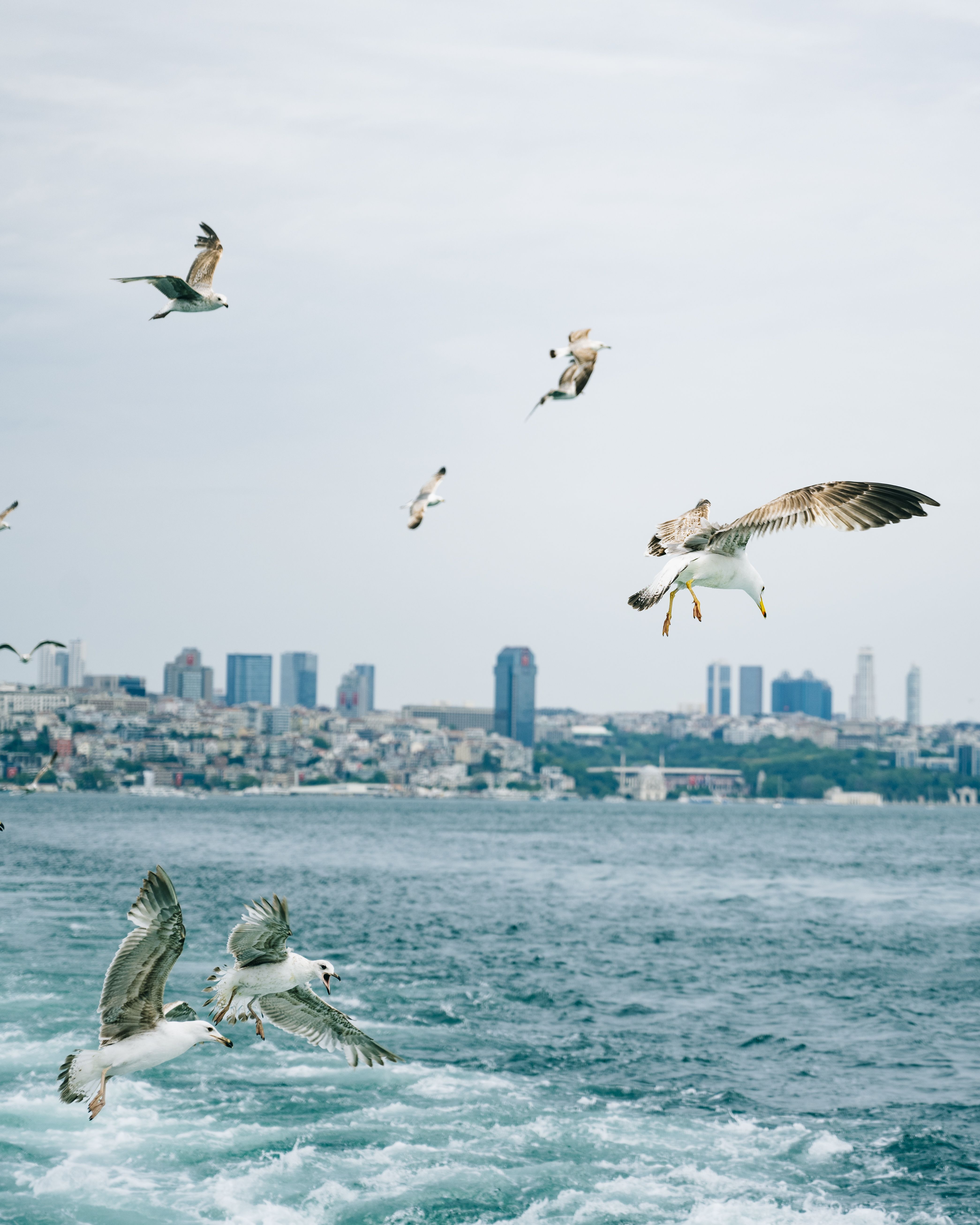 İstanbul Martı · Free Stock Photo