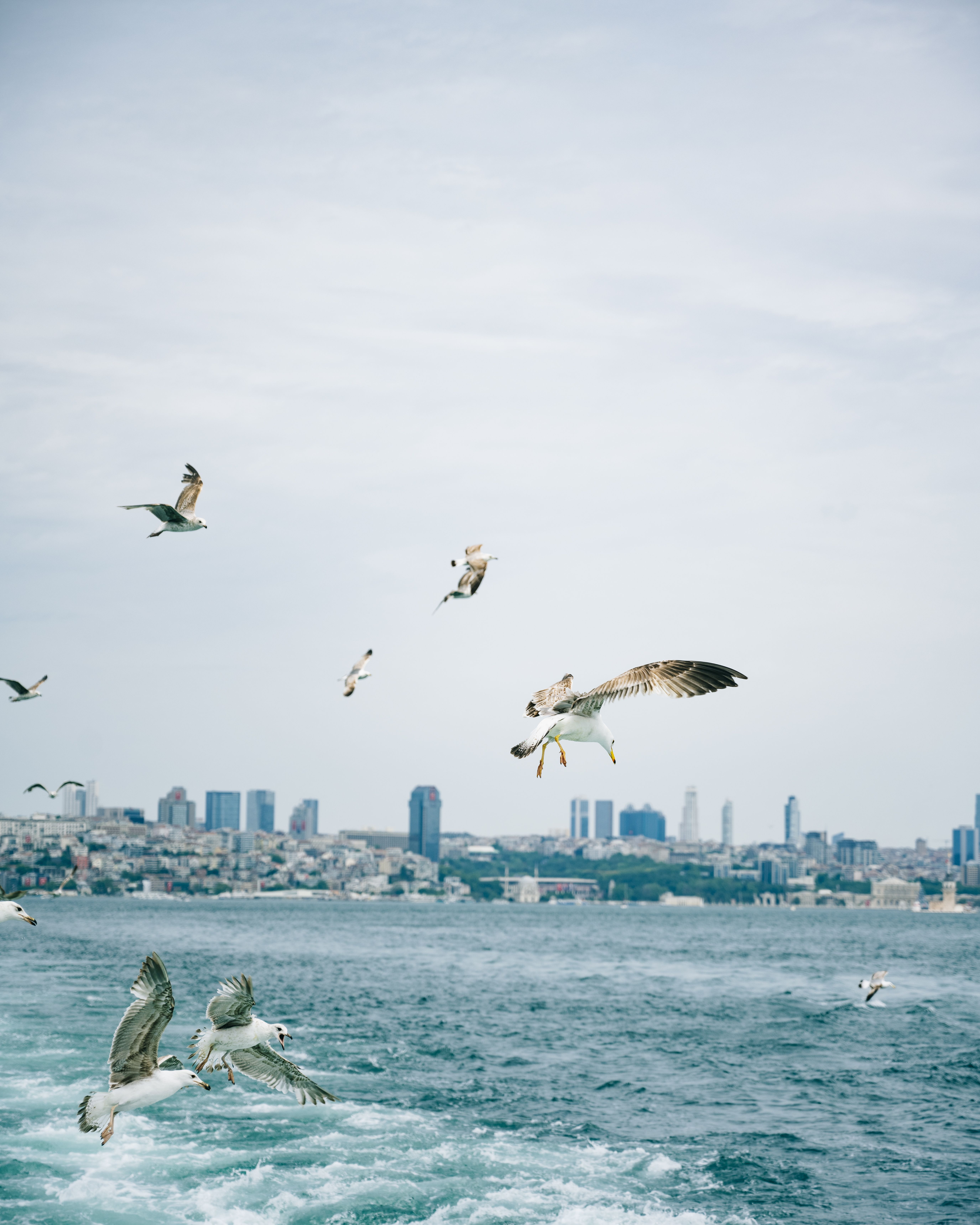Seagulls Over the Sea · Free Stock Photo