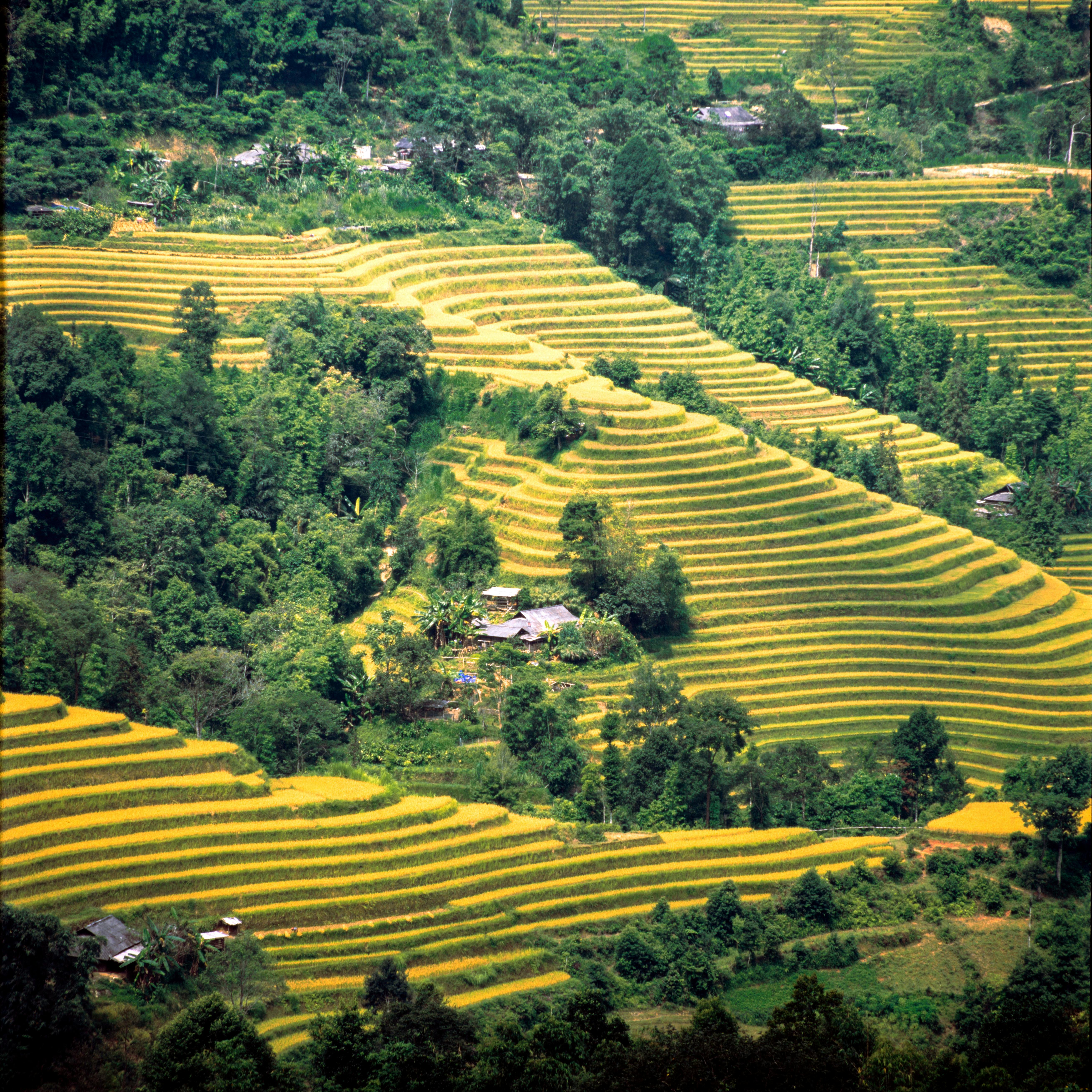 Rural Fields in Village · Free Stock Photo