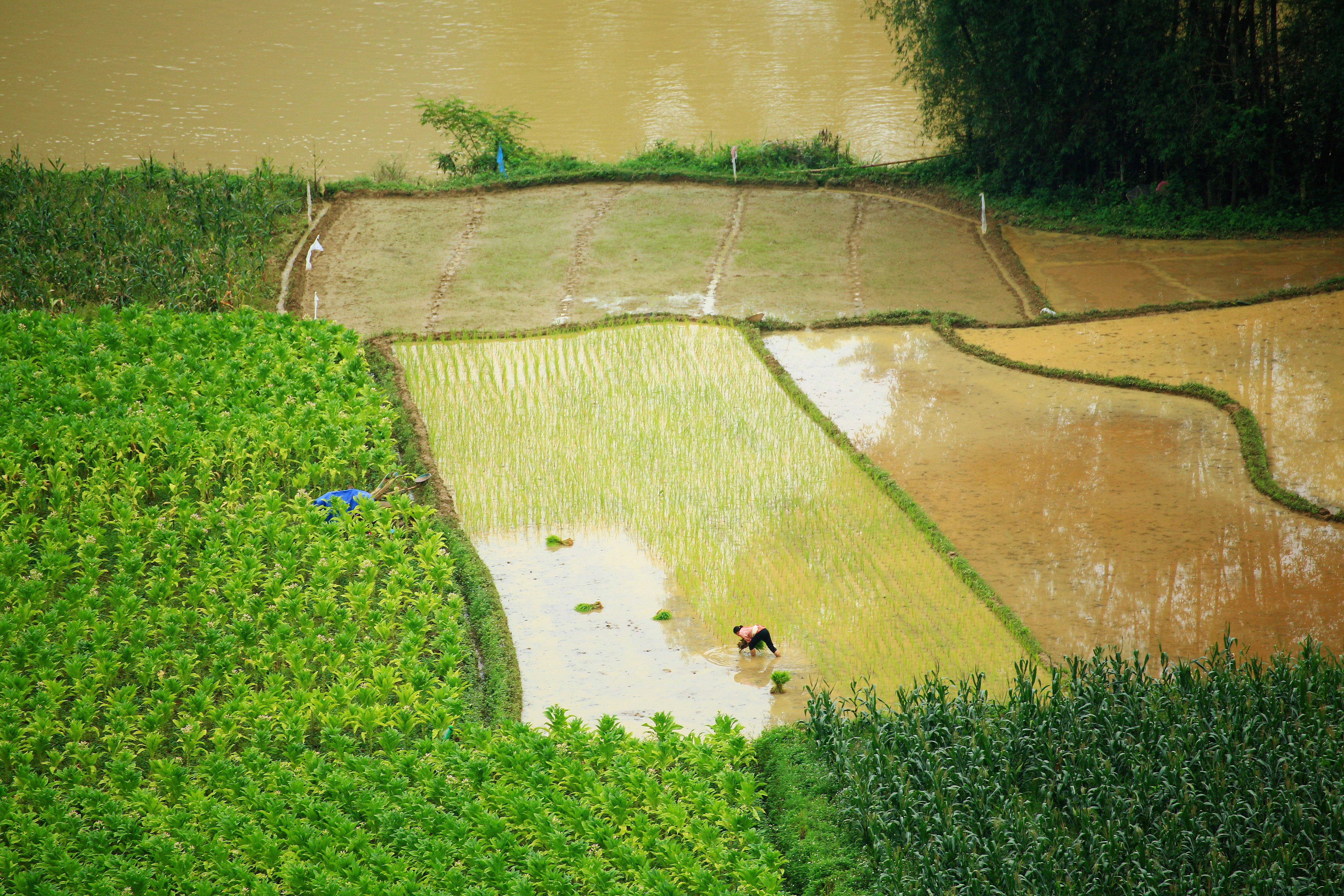 Aerial View of Rice Fields by the River · Free Stock Photo
