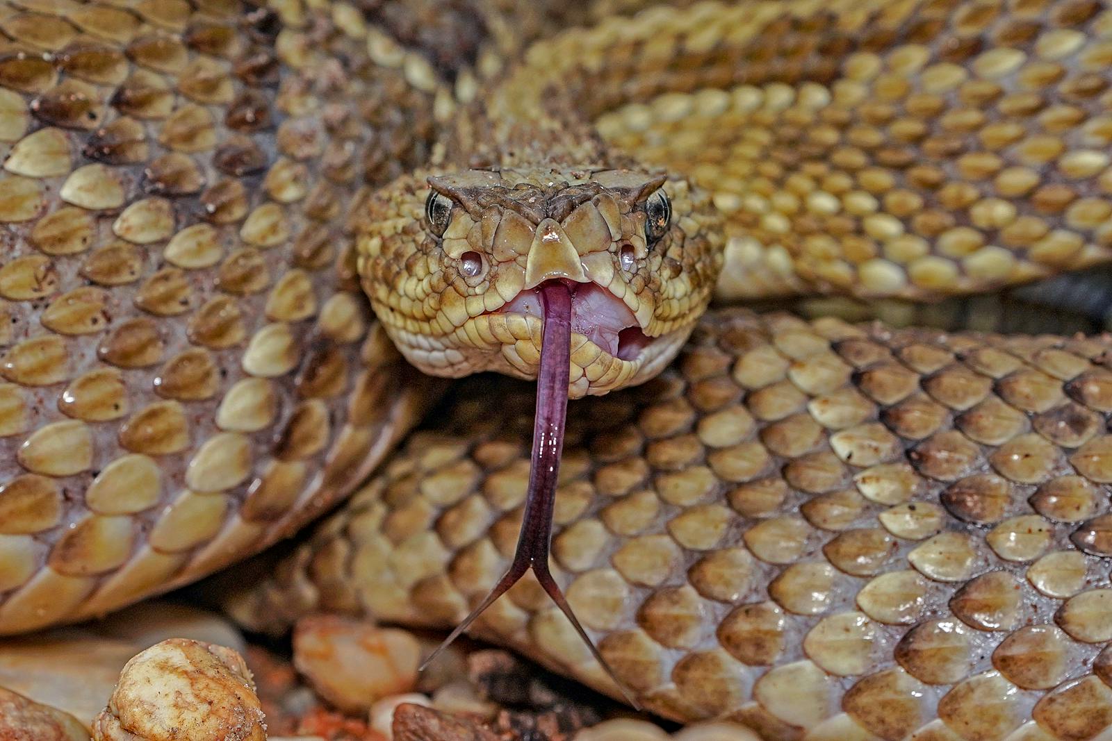 Rattlesnake Photos, Download The BEST Free Rattlesnake Stock Photos ...