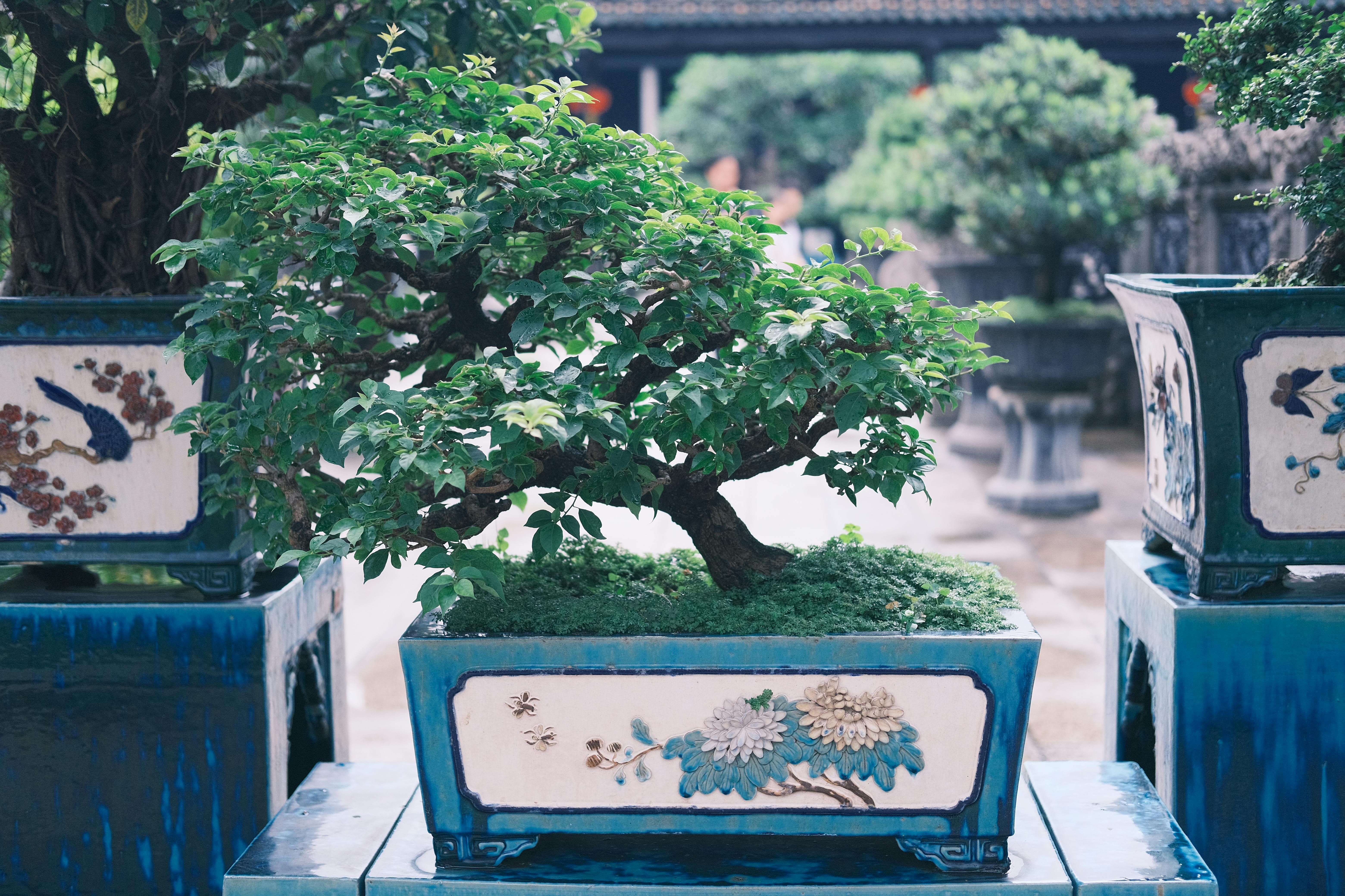 Growing Bonsai Trees: How Long Do Bonsai Trees Take to Grow?