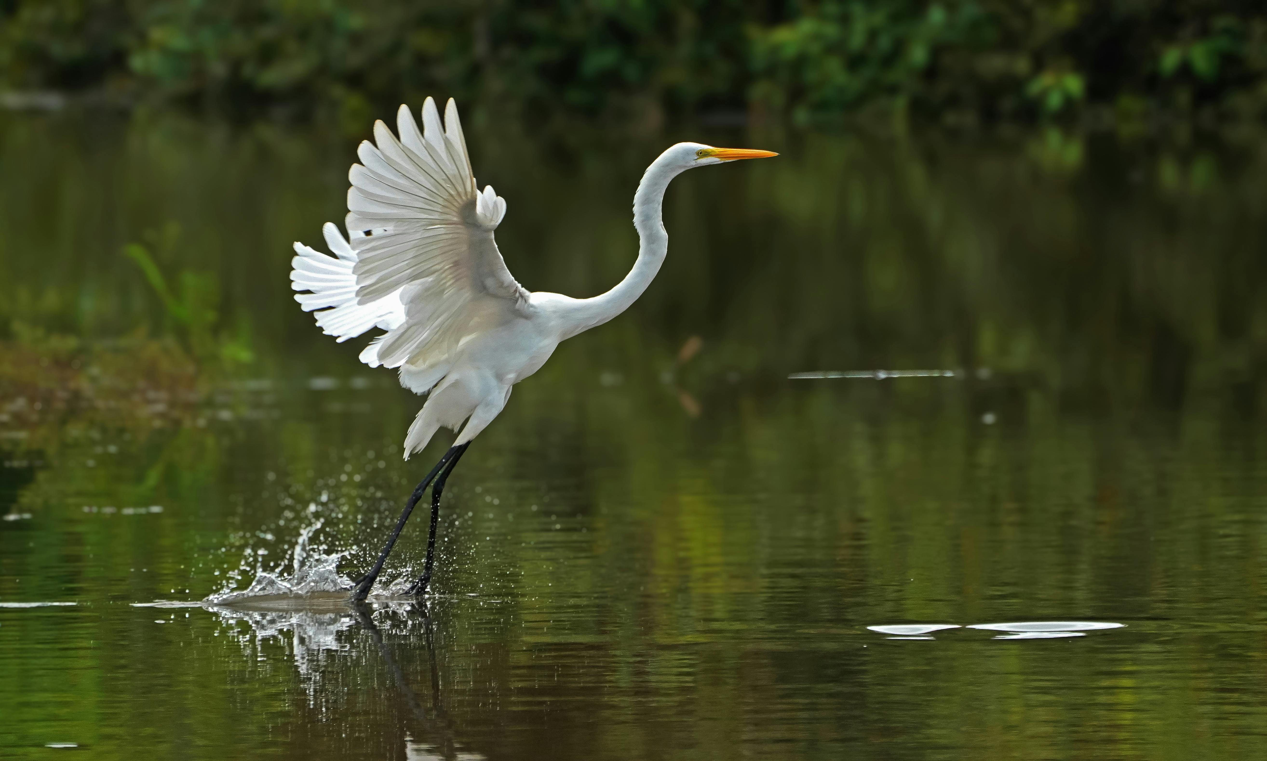Great Egret Flying over Lake · Free Stock Photo