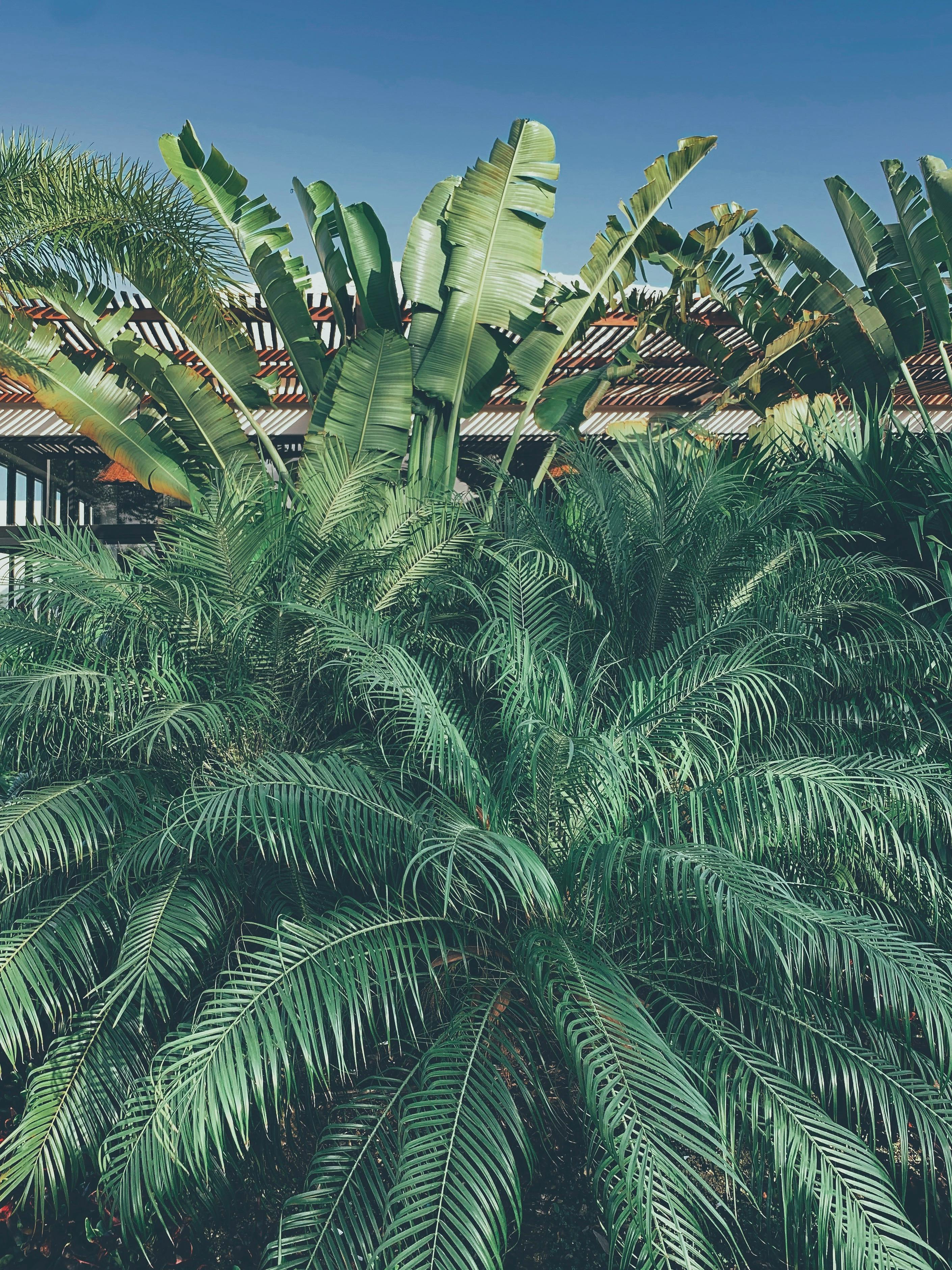Photo of Palm and Banana Leaves · Free Stock Photo