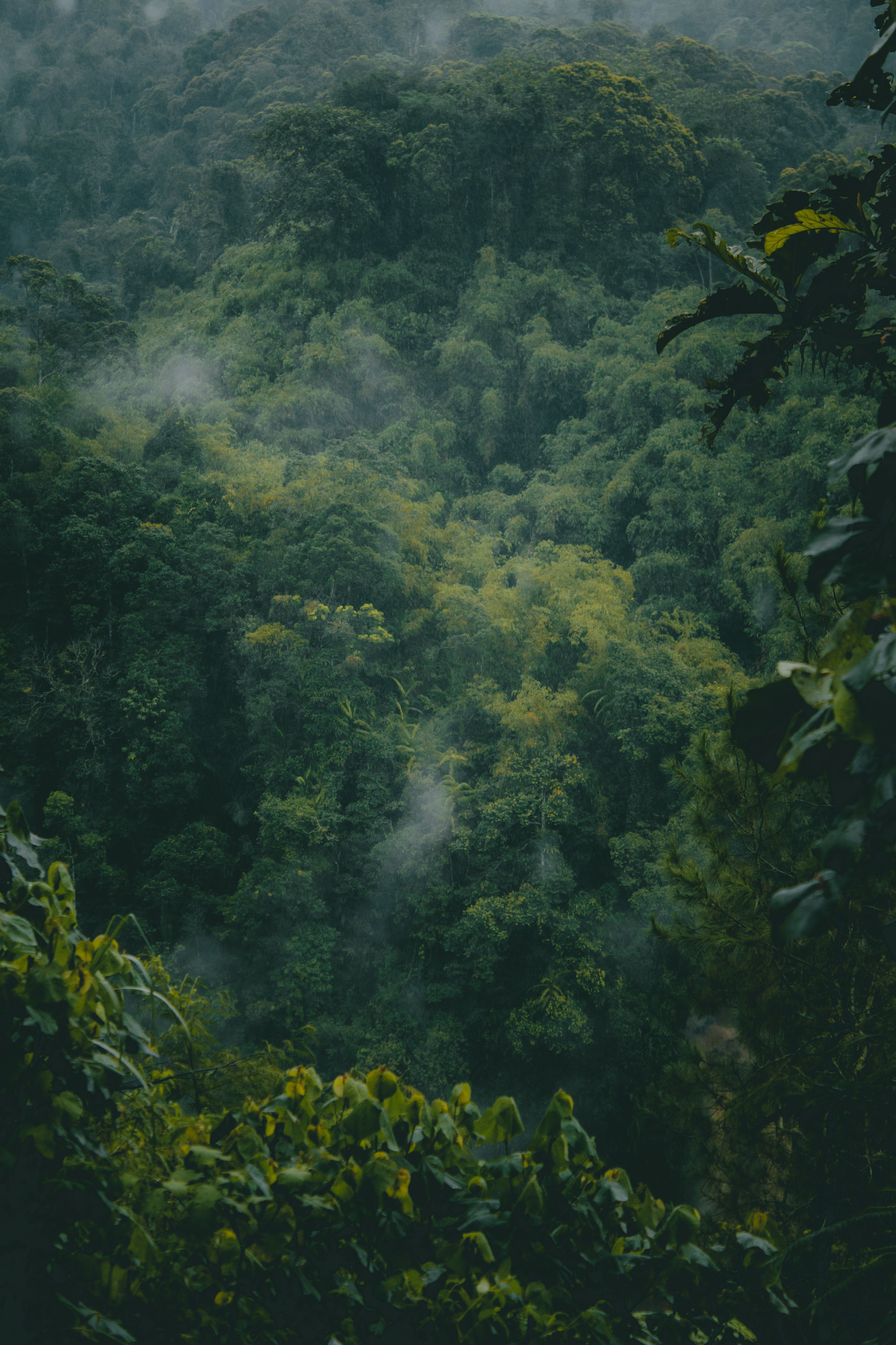 Lush forests in remote areas of Tasikmalaya · Free Stock Photo