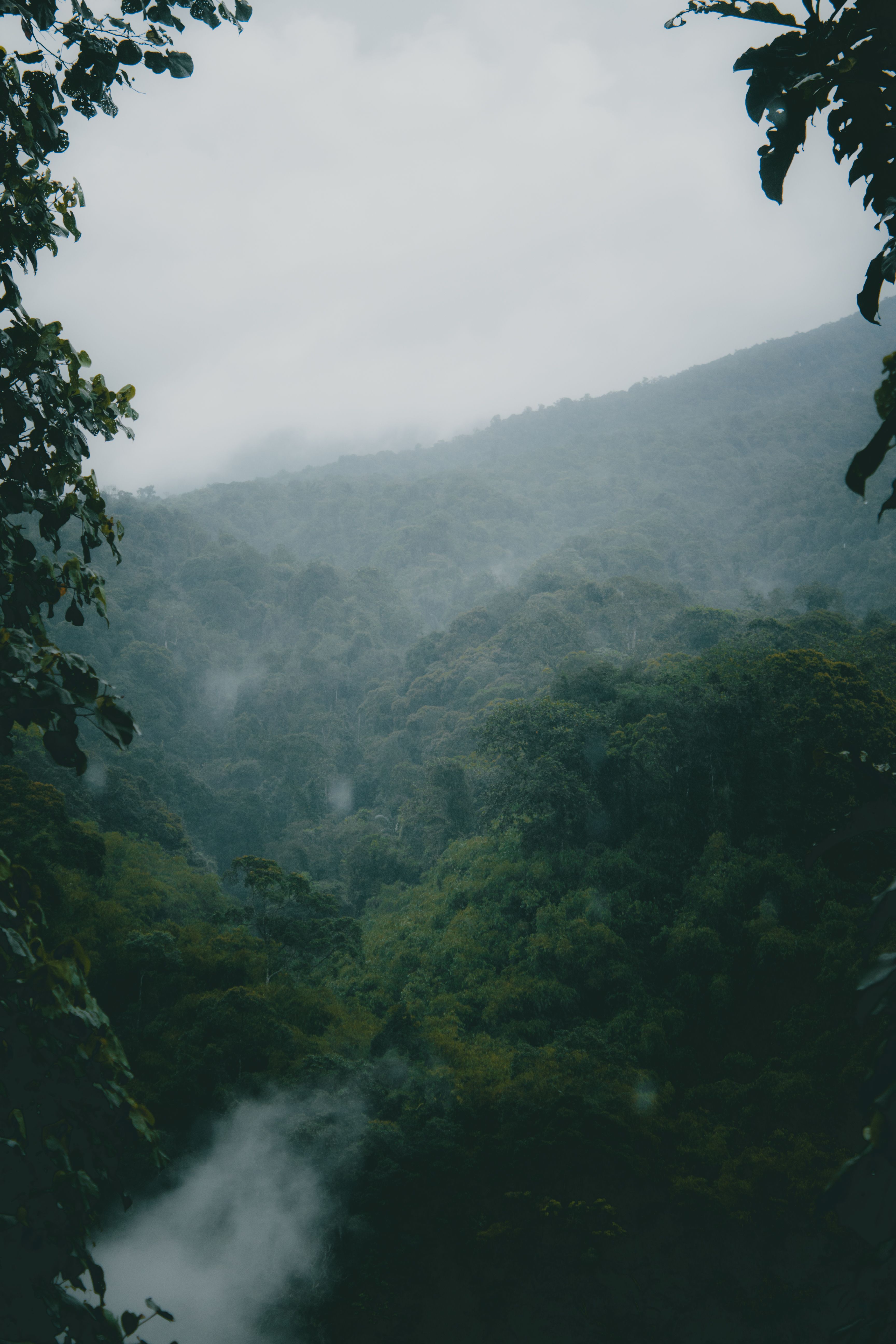 Lush forests in remote areas of Tasikmalaya · Free Stock Photo