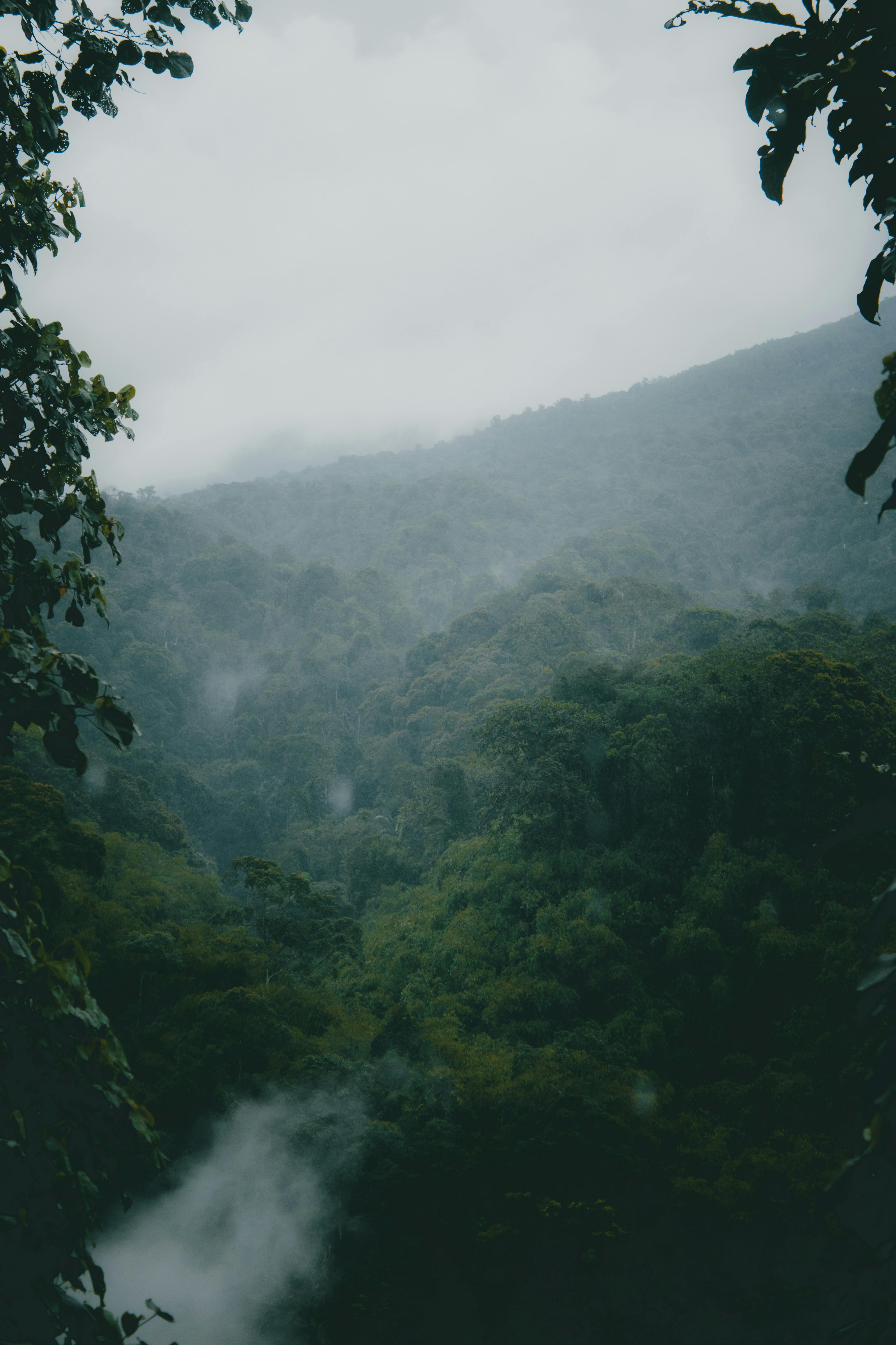 Foto stok gratis tentang alam, alam liar, asia, asia tenggara ...