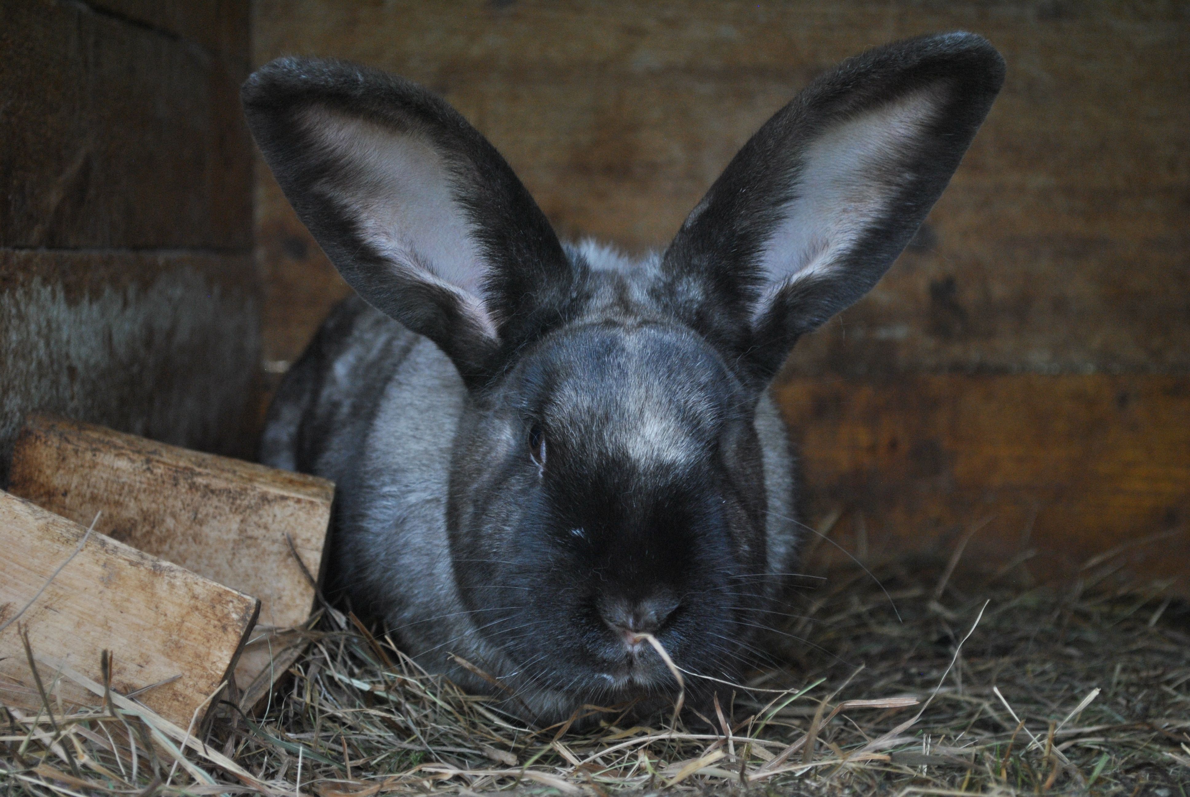 Portrait of Black Rabbit on a Farm · Free Stock Photo