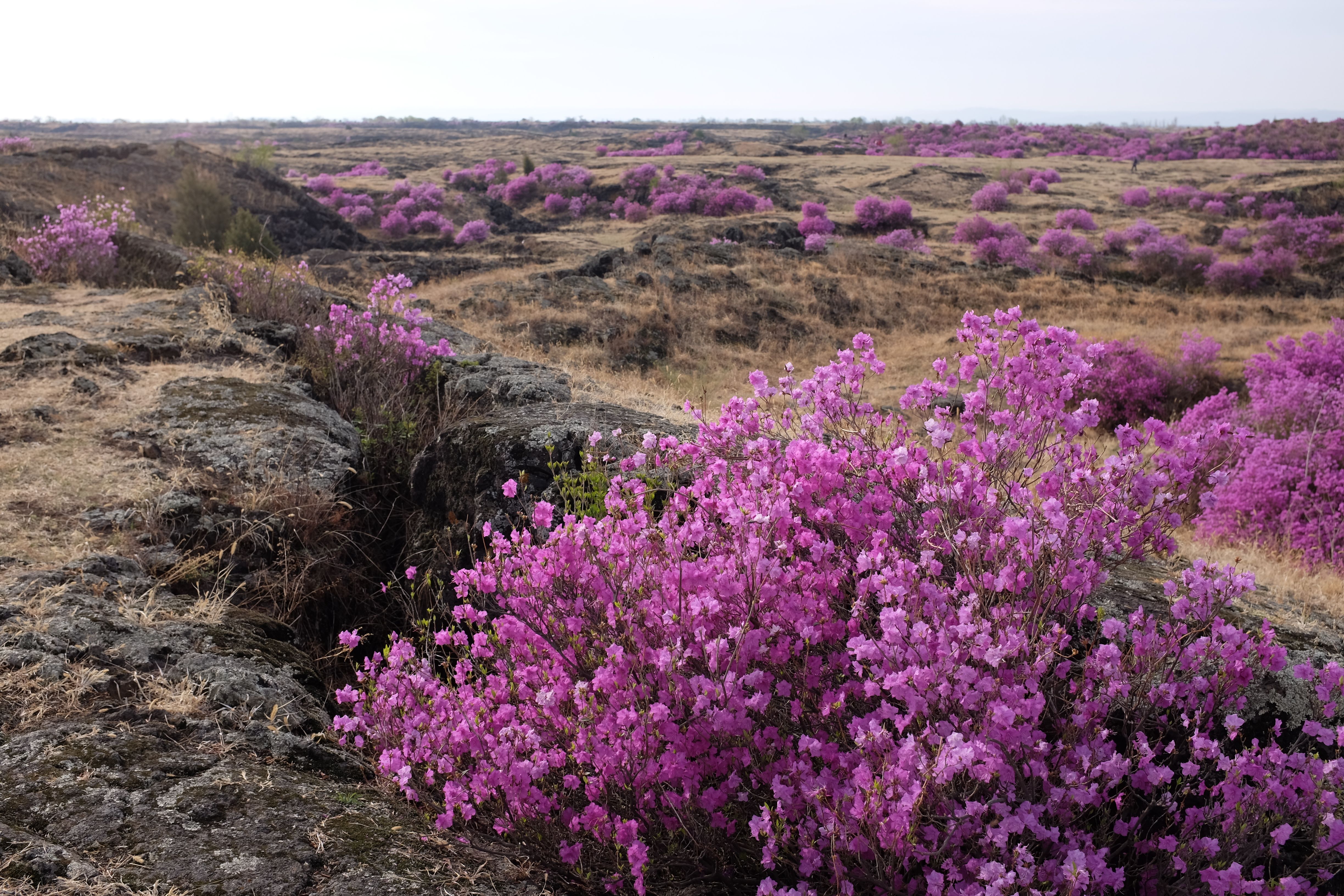 Pink Flowers on Field in Spring · Free Stock Photo