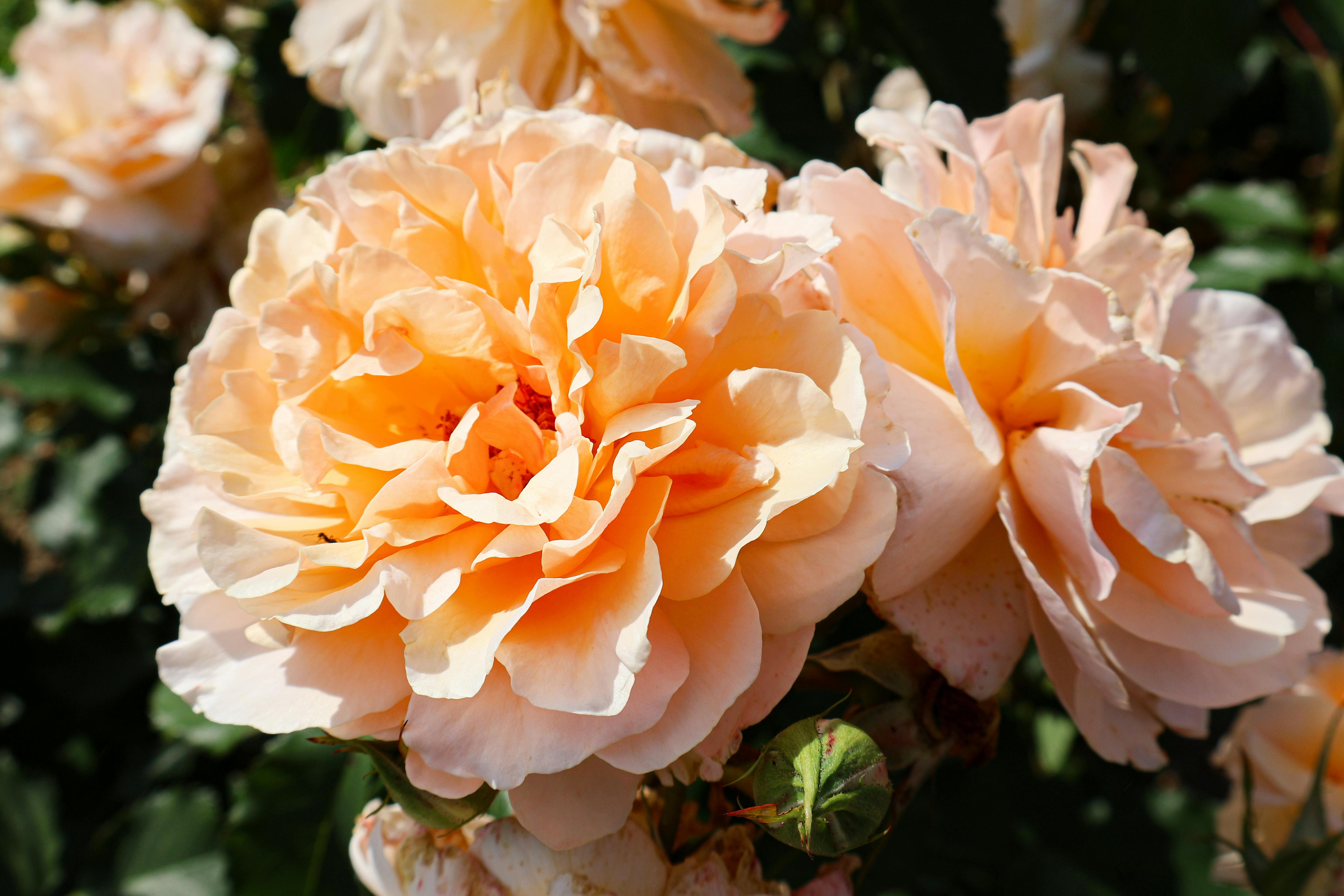 Blooming Apricot Roses in Sunlit Garden · Free Stock Photo